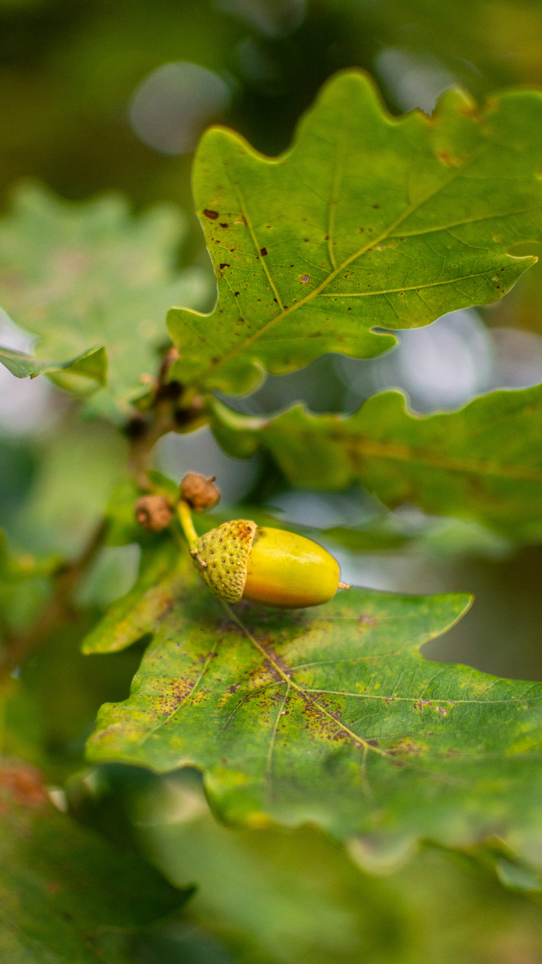 Autumn Acorn on a Green Oak