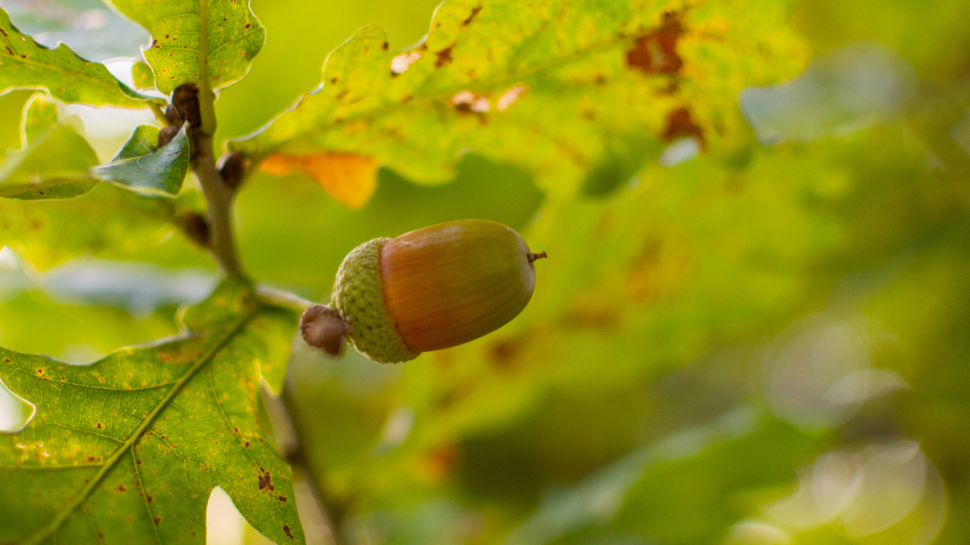 Acorn on a sunlit twig: autumn’s close-up