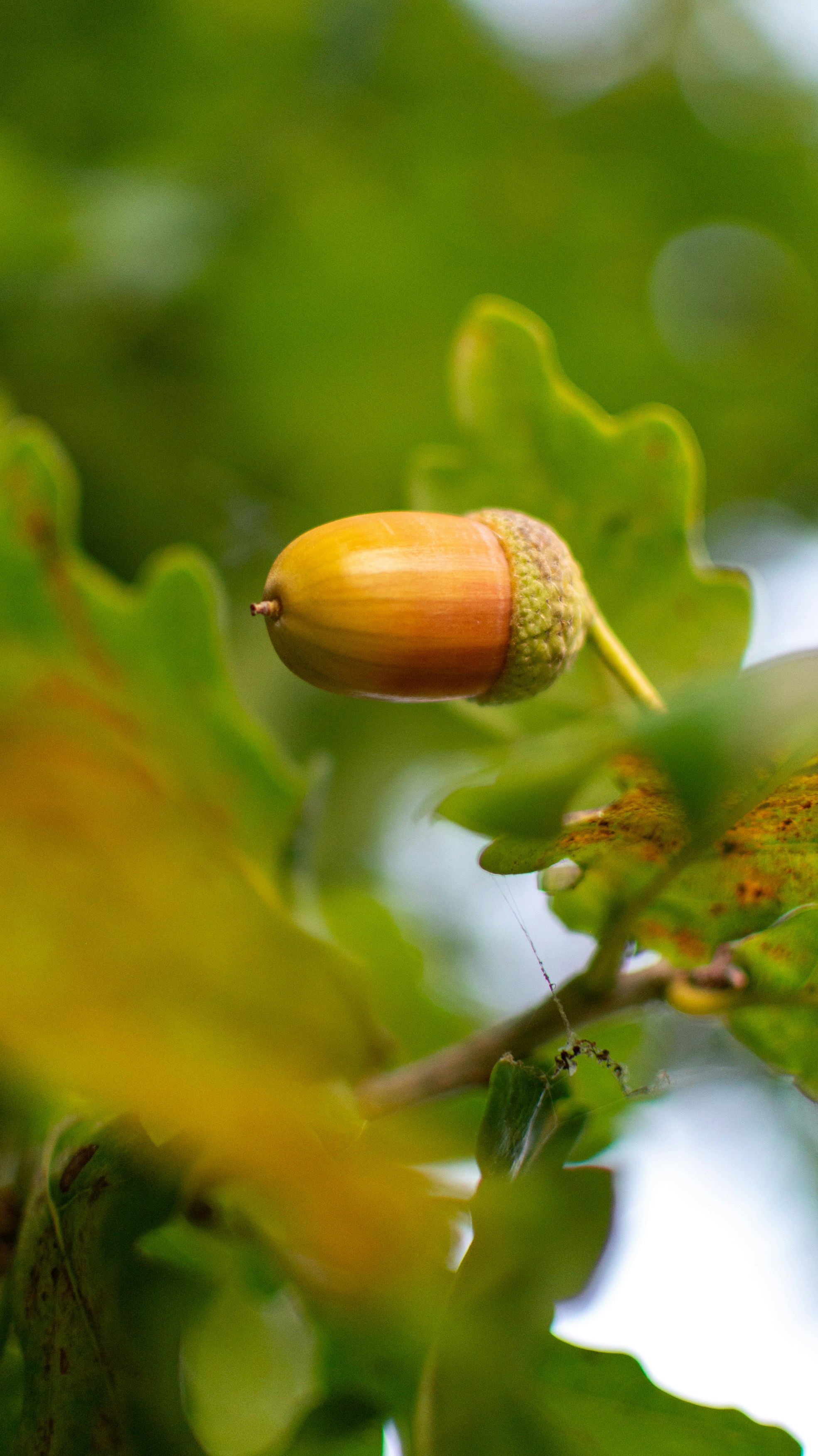 Acorn on the Edge: a close-up of autumn’s nut in a sunlit leafscape