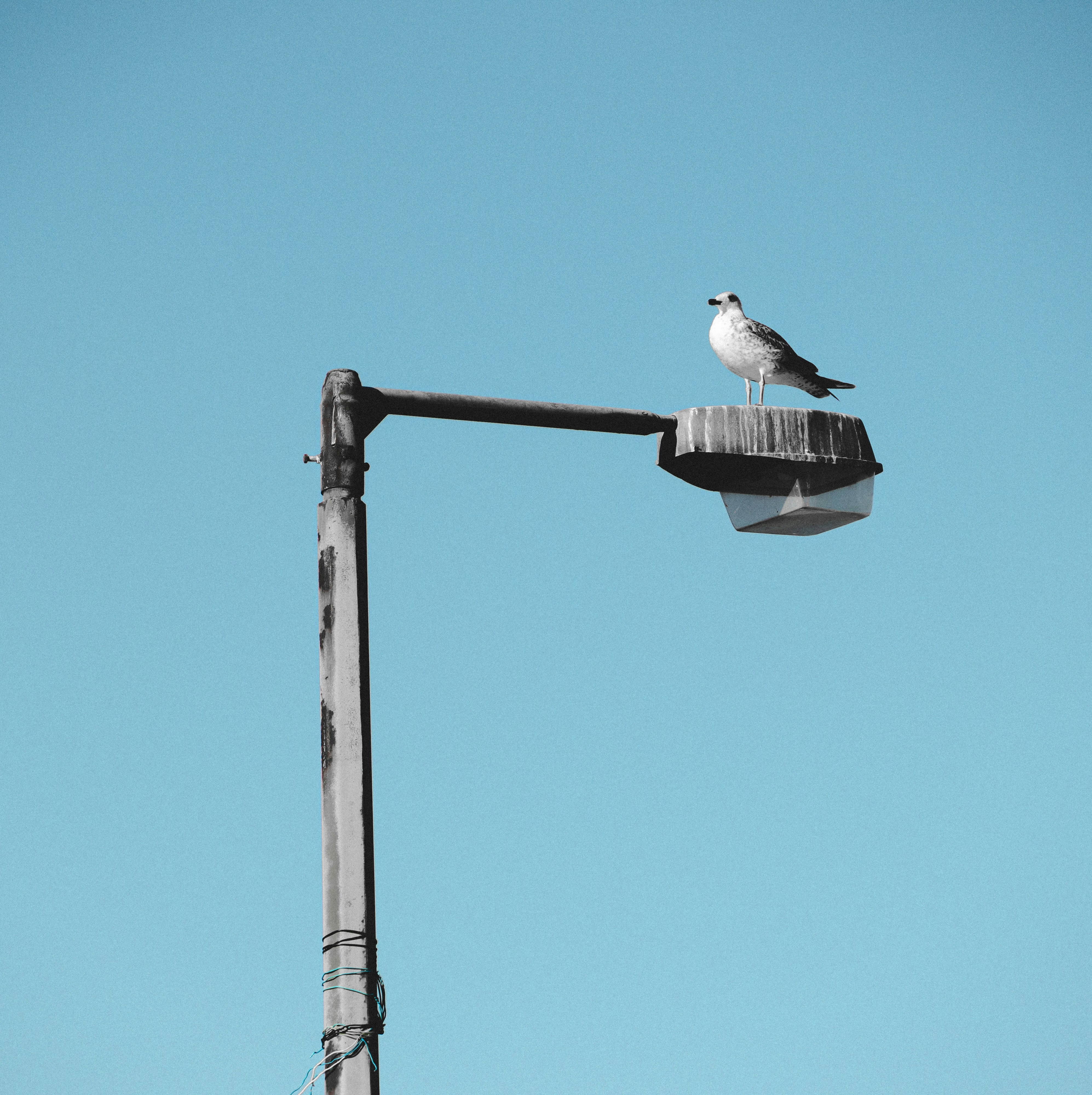 Seabird perched on a weathered streetlight against a crisp blue sky; minimalistic composition highlighting isolation and industrial contrast.