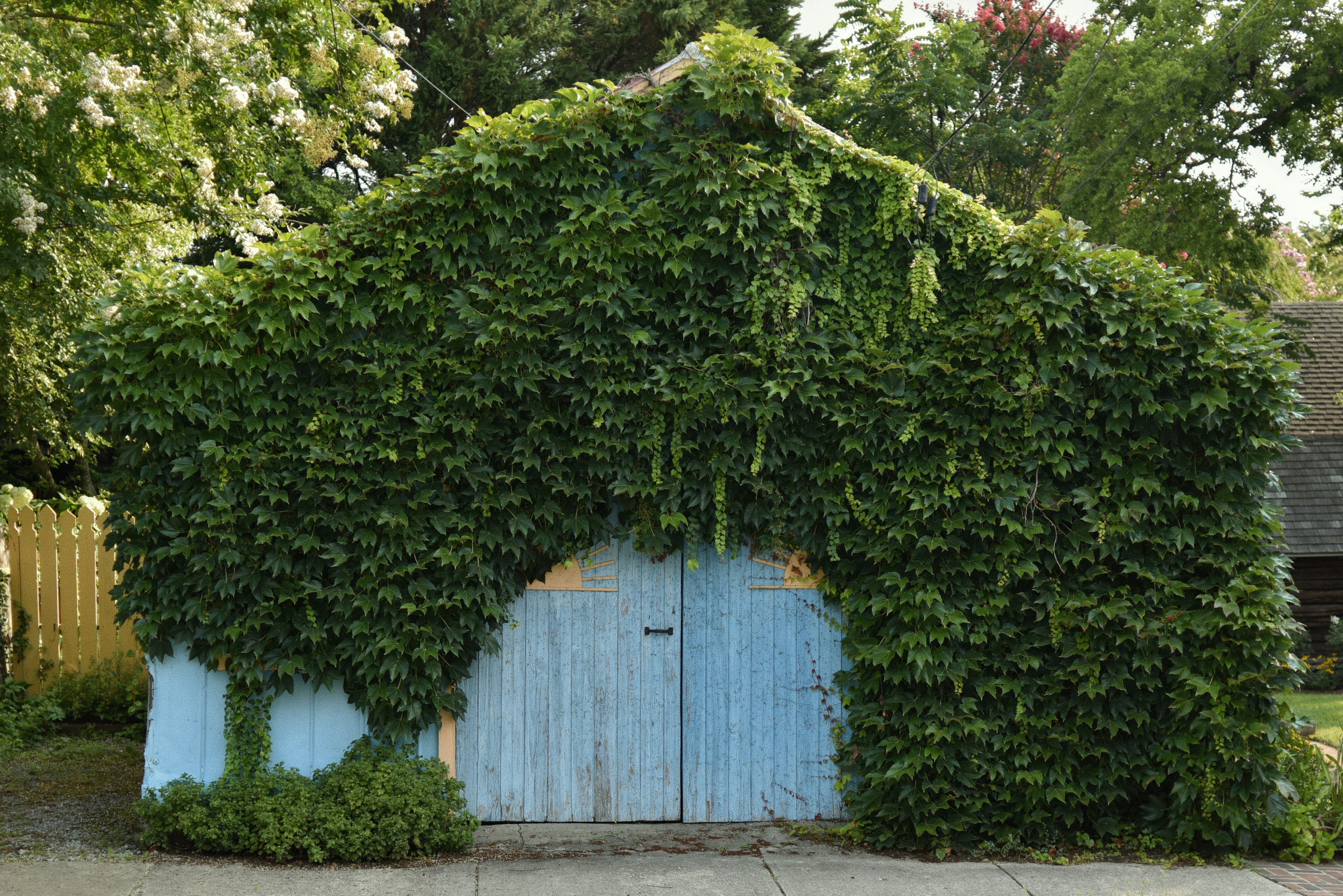 Climbing Green Veil Over a Blue Barn Door