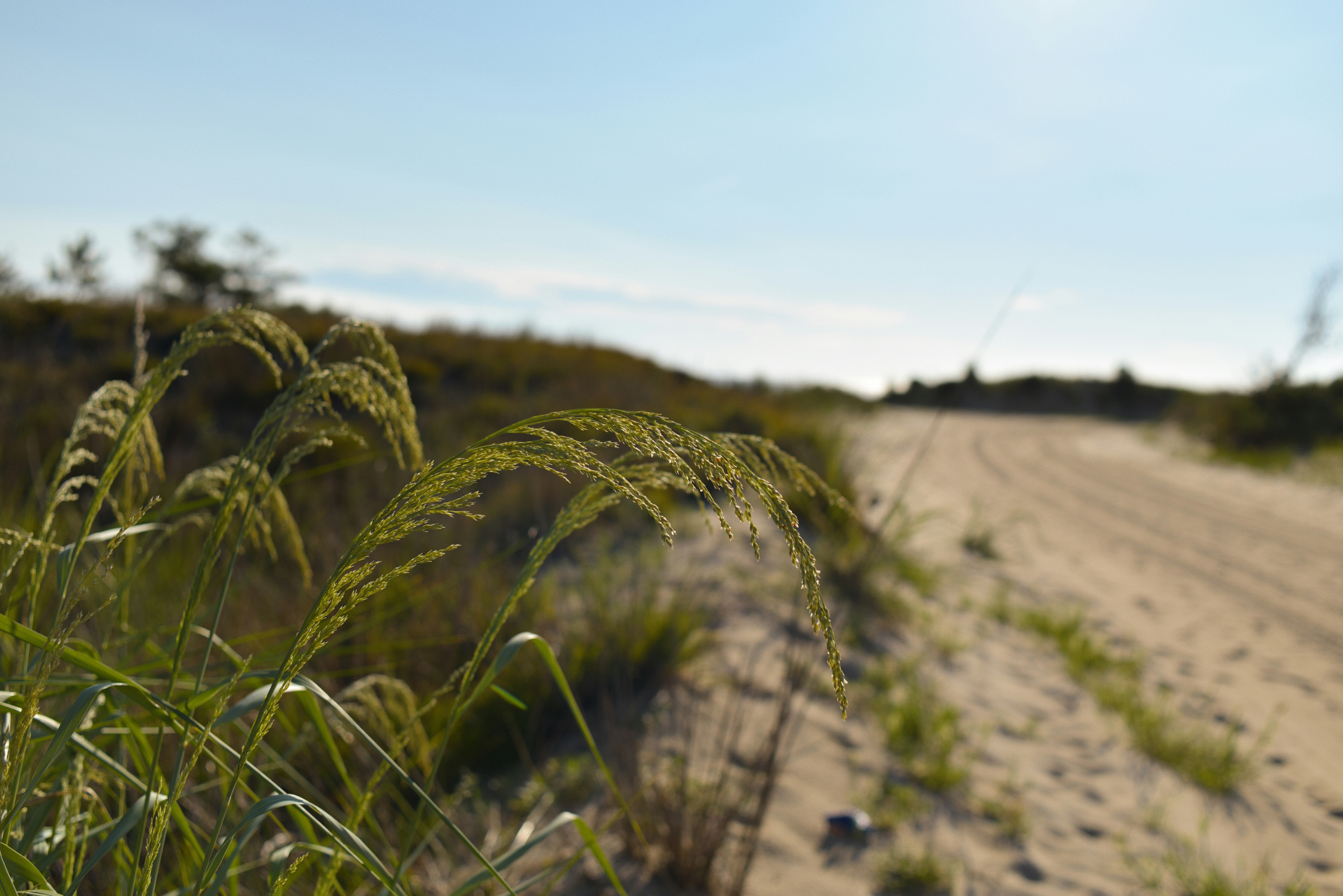 Dunegrass at the Sunset Road