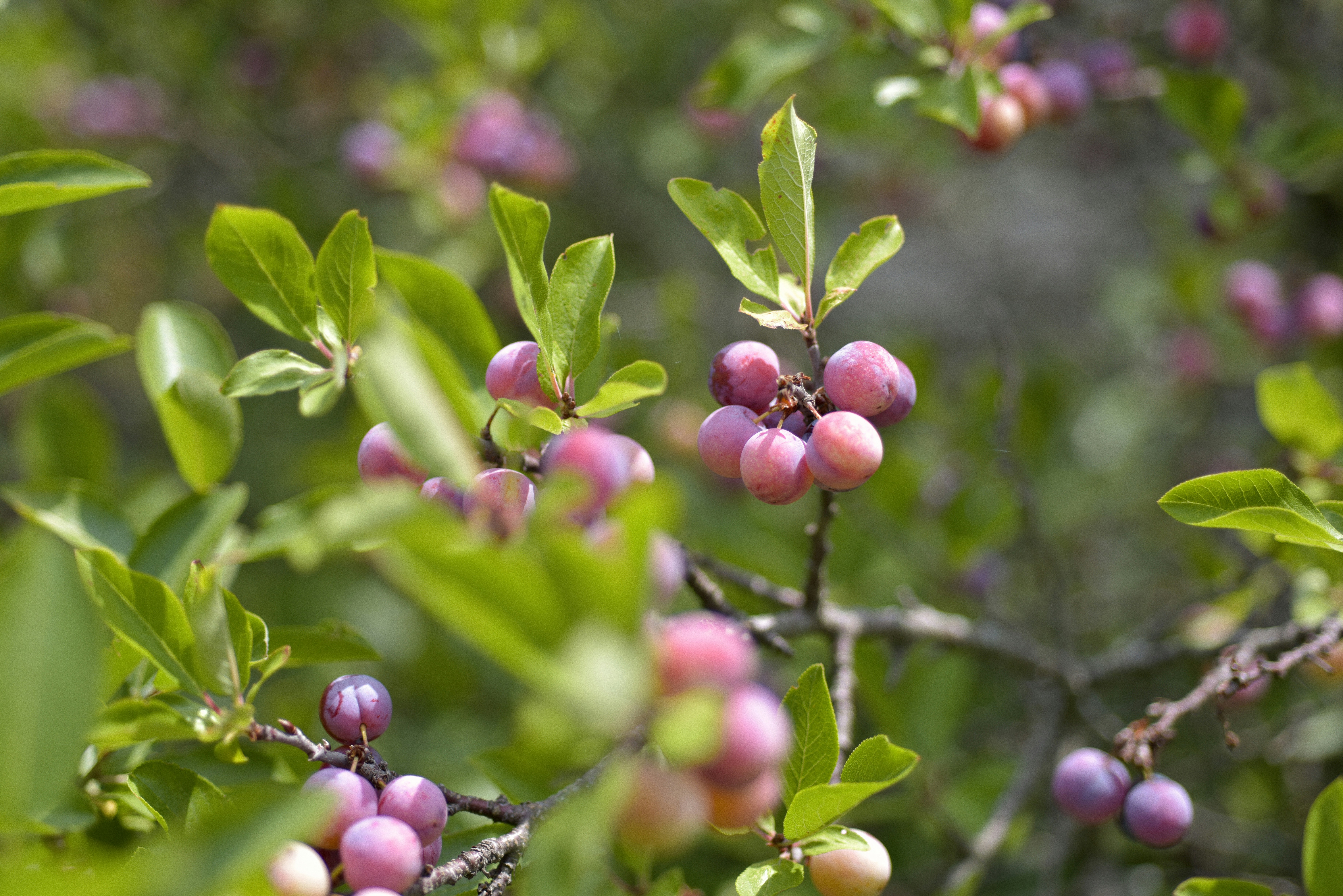 Lilac-tinged berries on sunlit branch—a close-up of seasonal fruiting