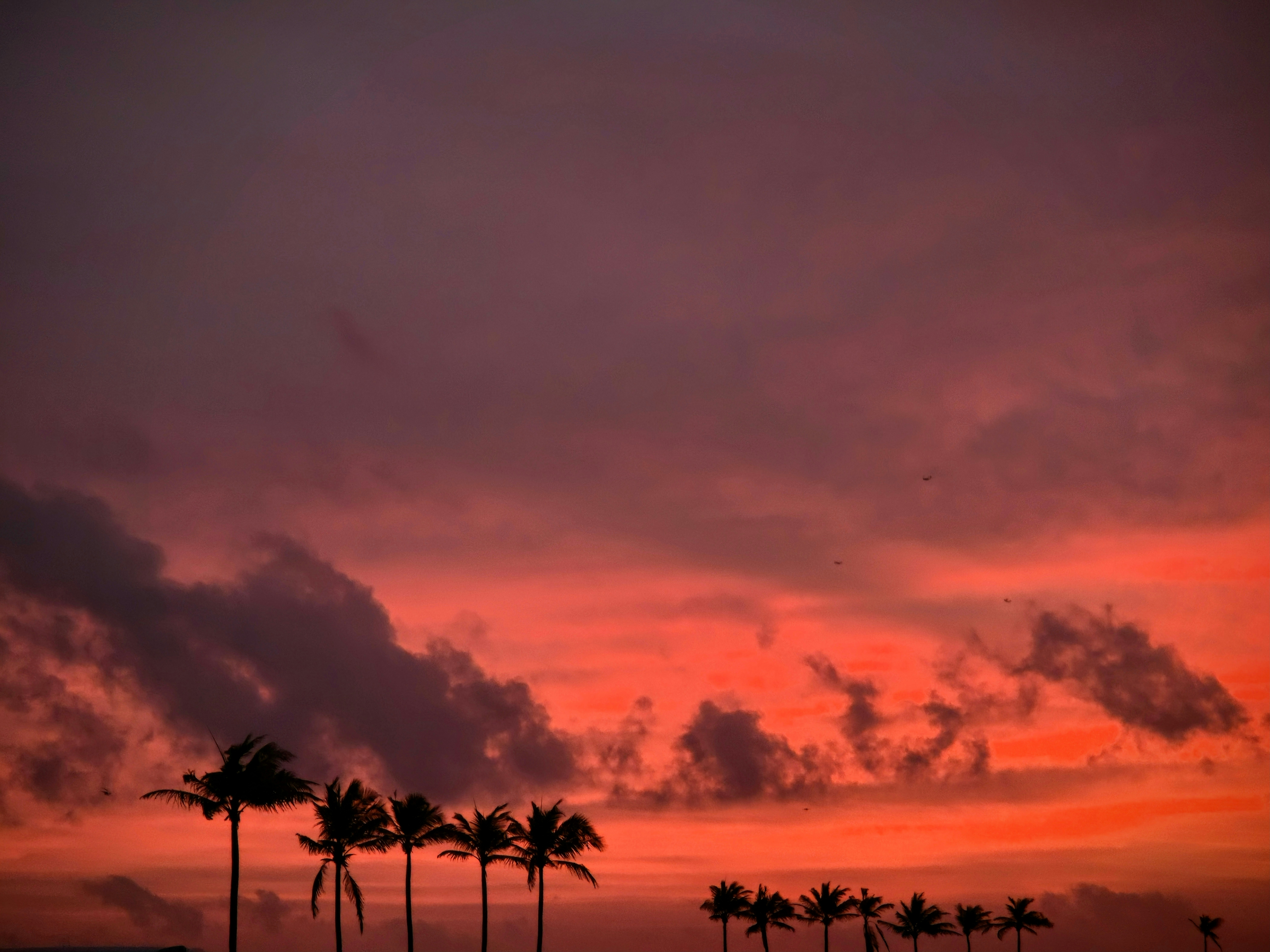 Silhouetted palm Line at Coral Horizon