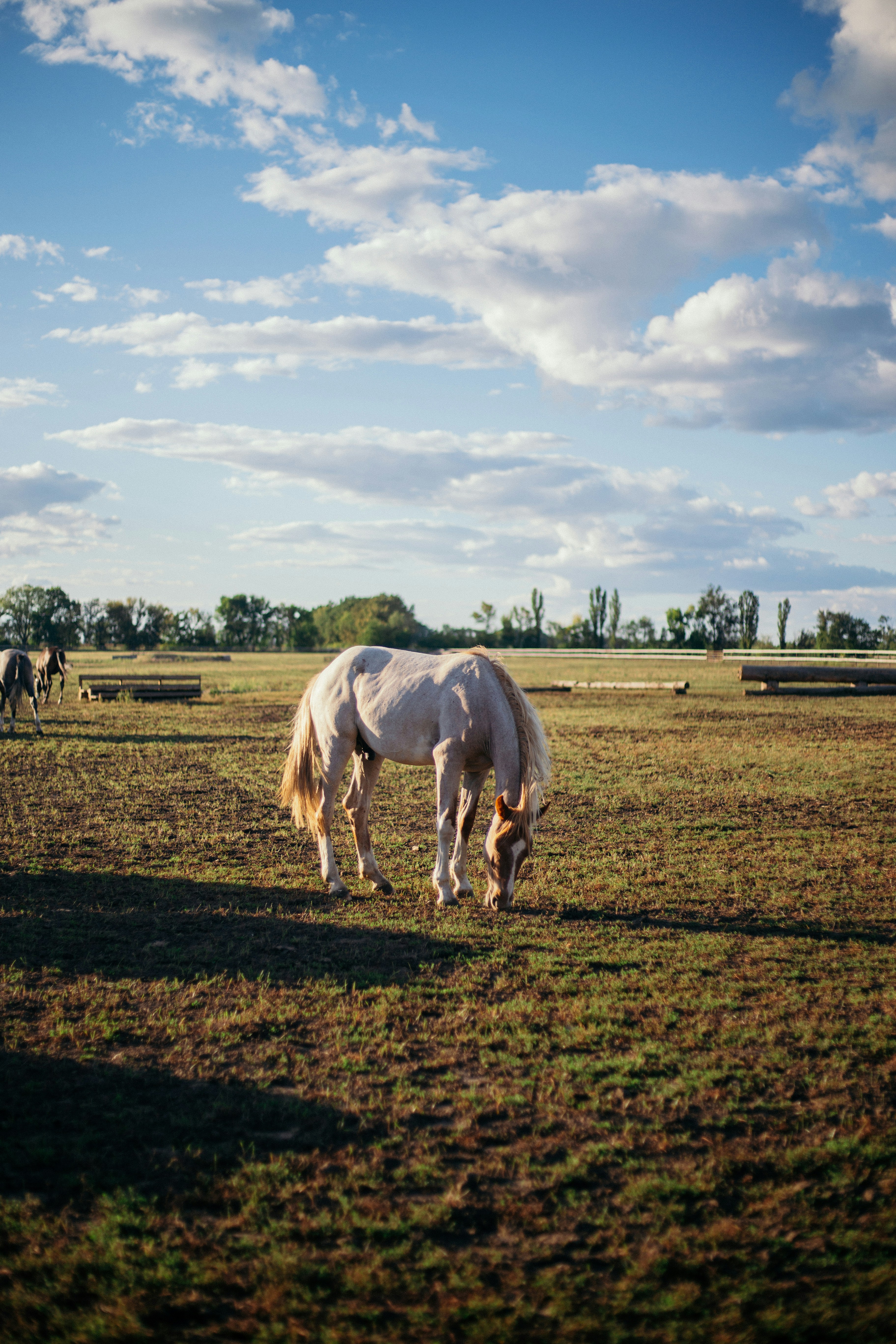 Pastoral Stillness: A White Horse in Gold Evening Light
