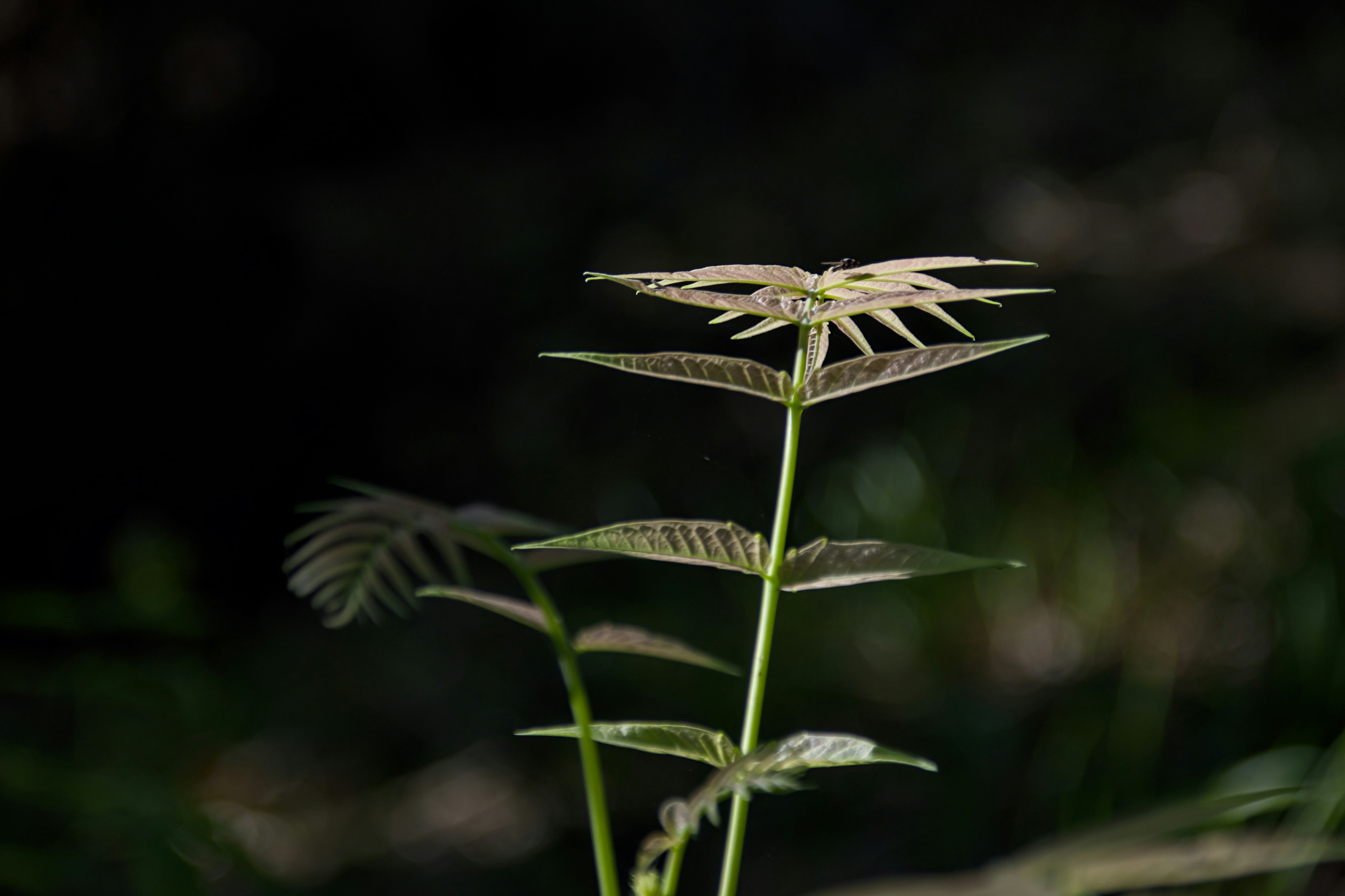 Emerging shoot in dappled woodland light