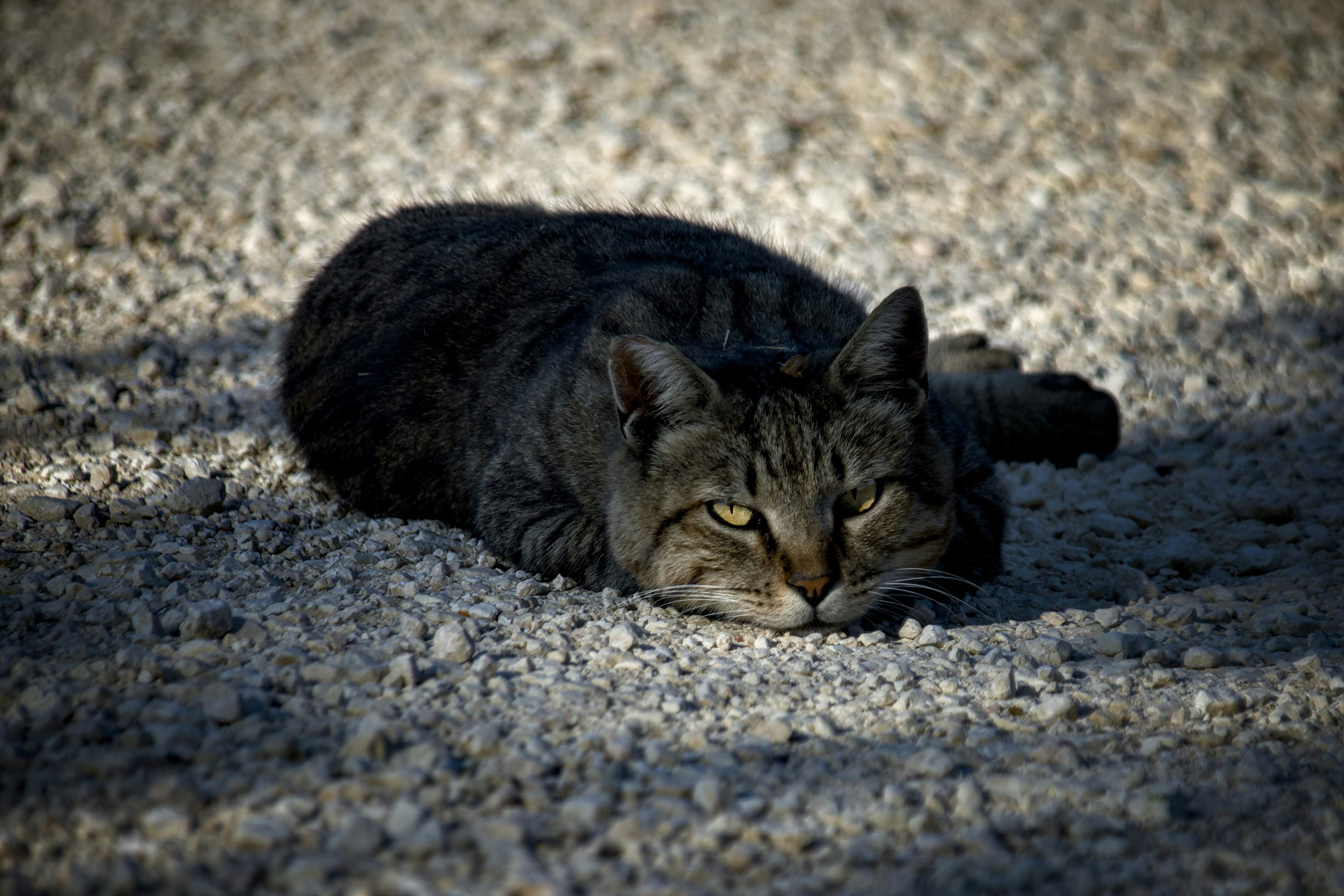 Low-Shadow Coiled: A tabby Cat Resting on Pebbled Ground