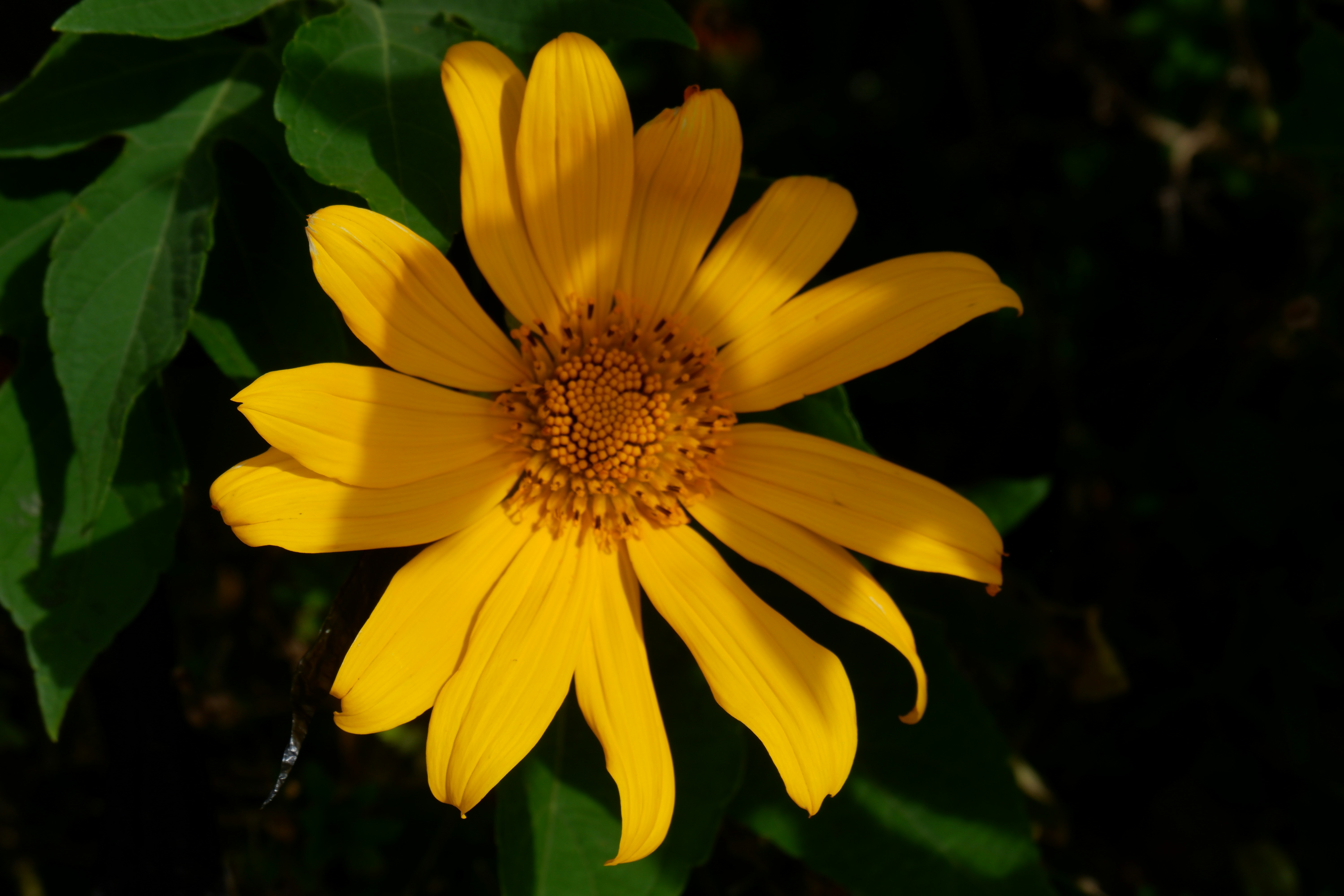 Golden Bloom in Focus: A Sunlit Sunflower Amid Leaves