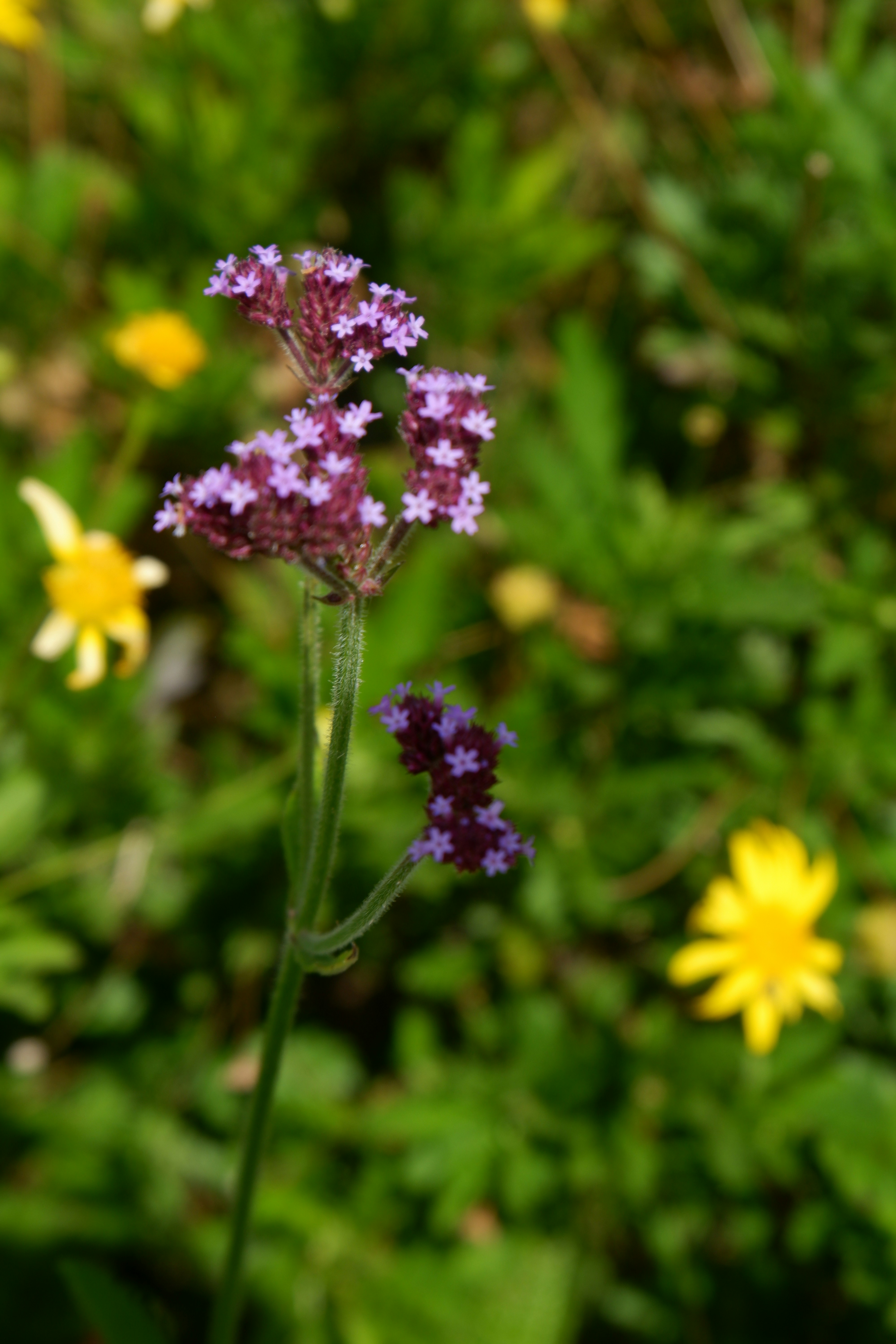 Purple blossom in focus against sunny meadow backdrop