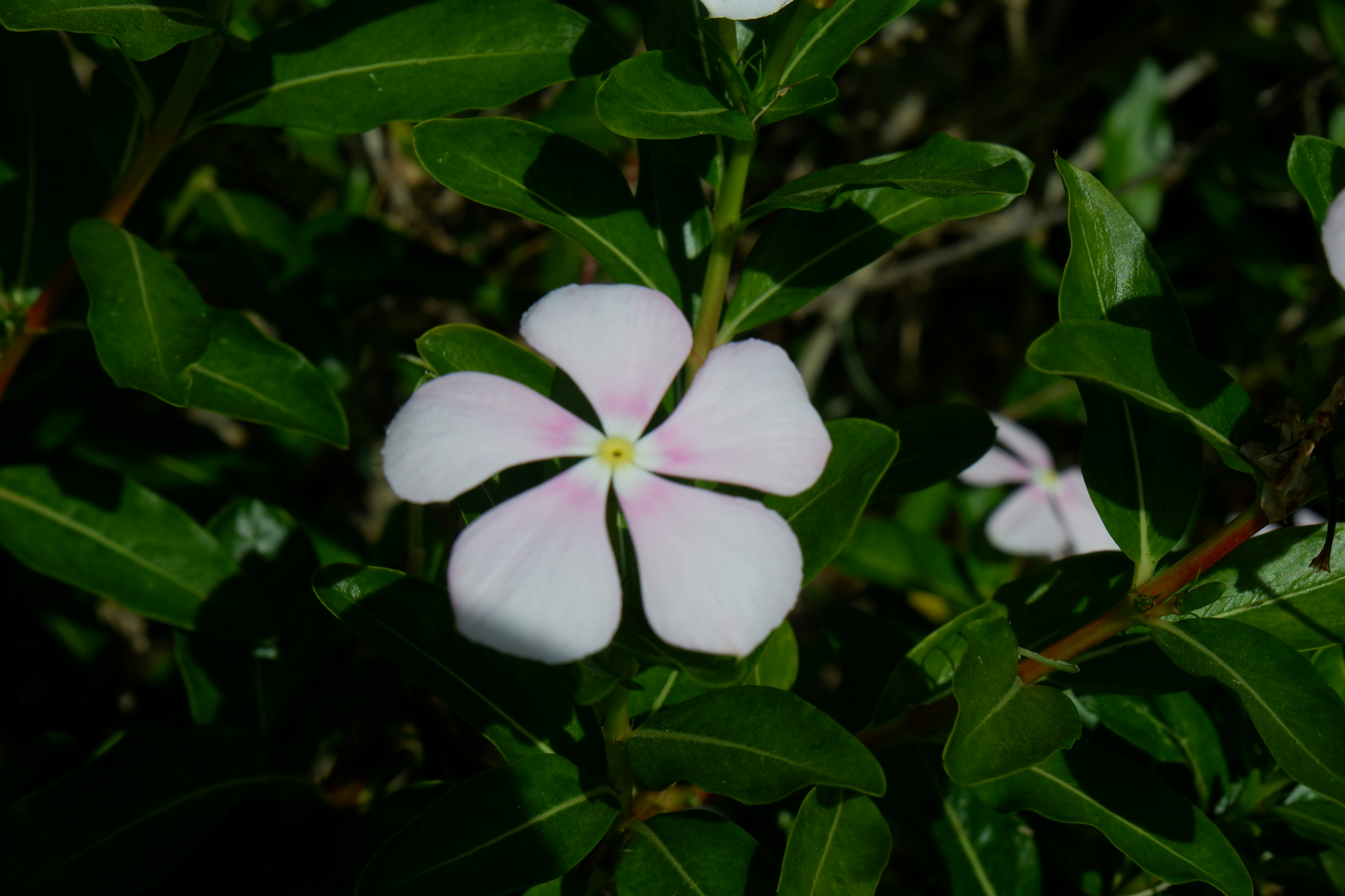 Moonlit Pink Plume: A White Blossom Resting in a Verdant Veil