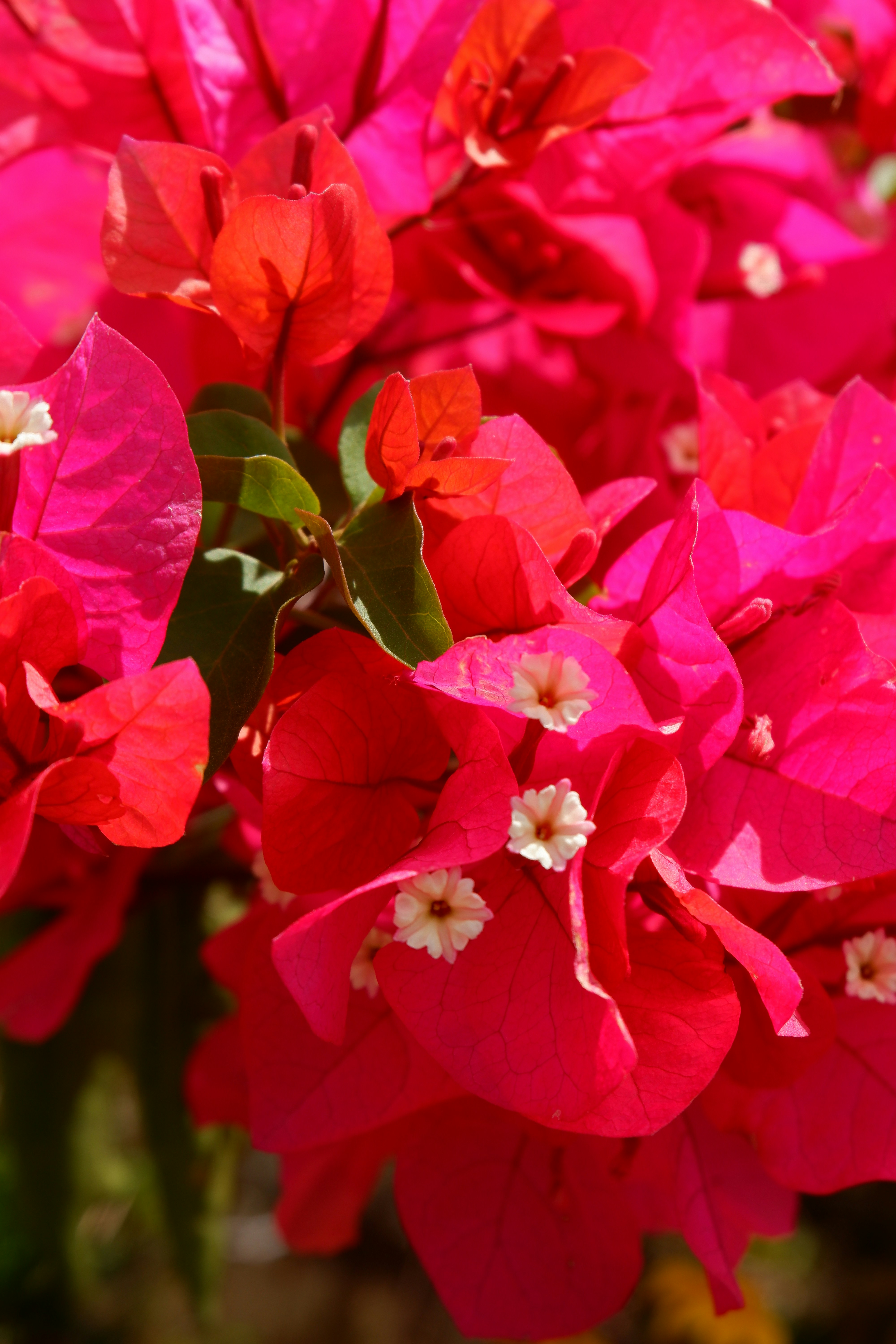 Crimson Bougainvillea in Full Bloom