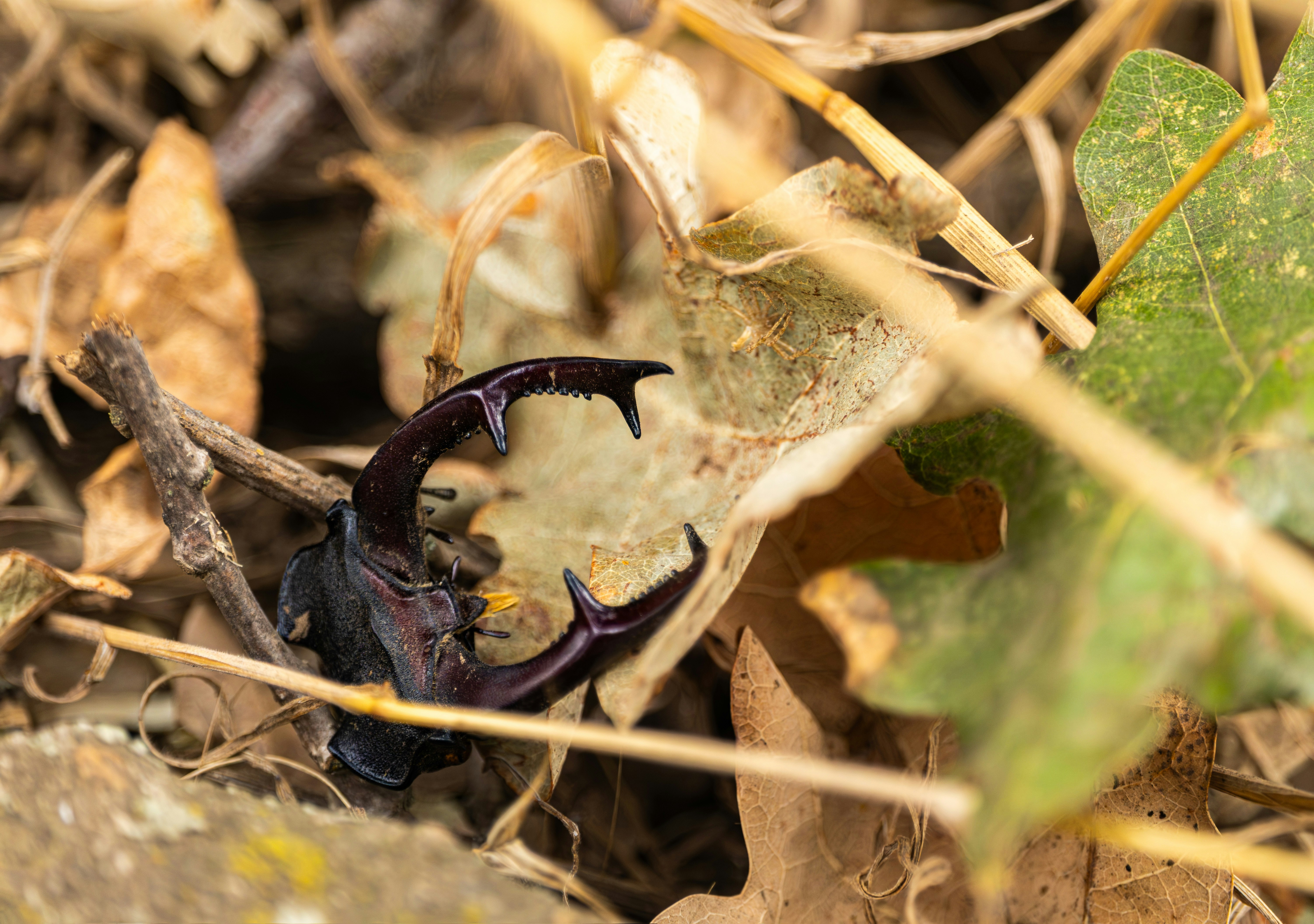 Dark beetle-like creature amid dried leaves and twigs on forest floor, foreground highlights its curved mandibles and glossy body; a natural close-up of small forest critter habitat. Logo-free macro shot capturing texture and color.