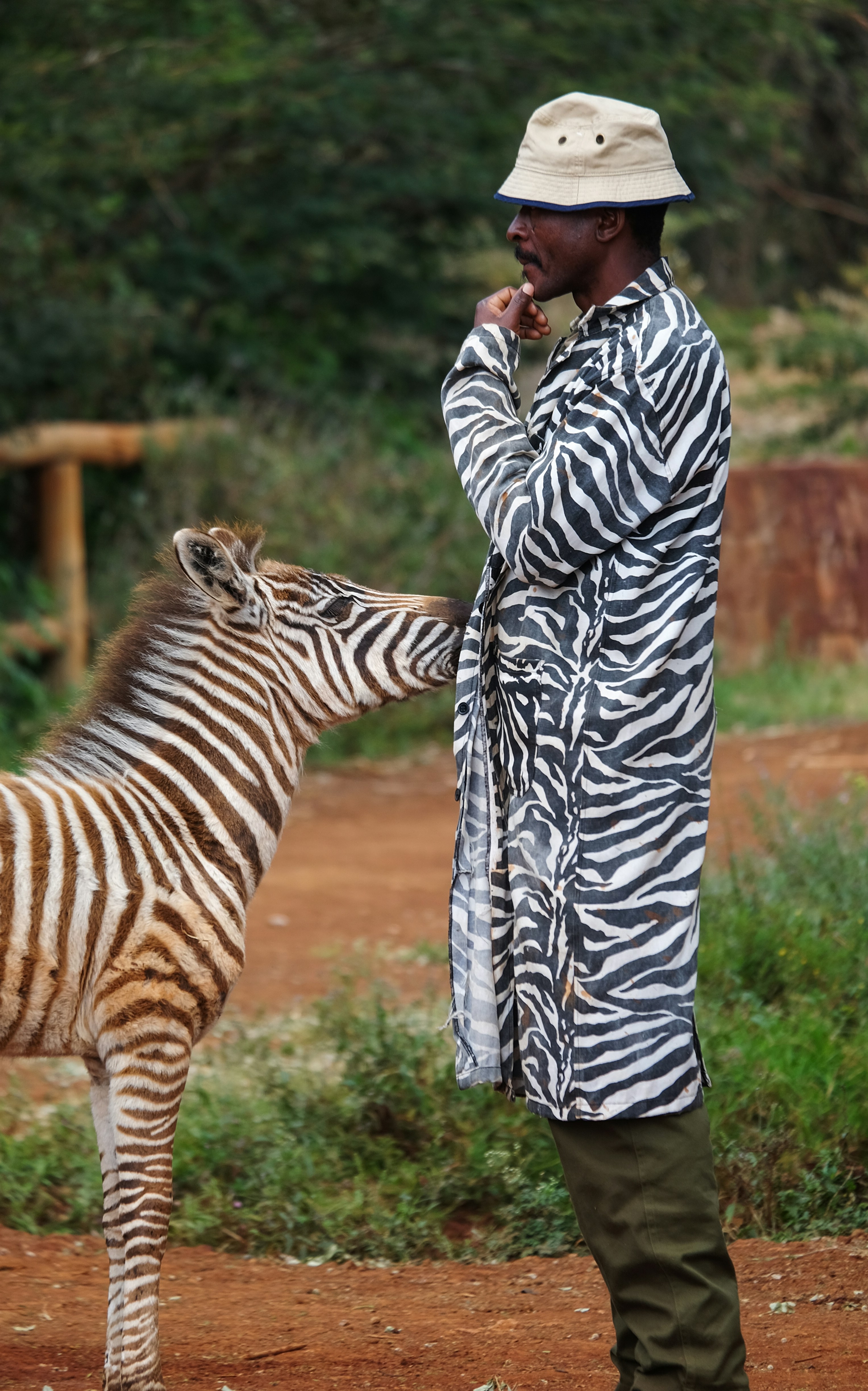 Zebra-Striped Sentinel: A Quiet Moment Between Man and Wild