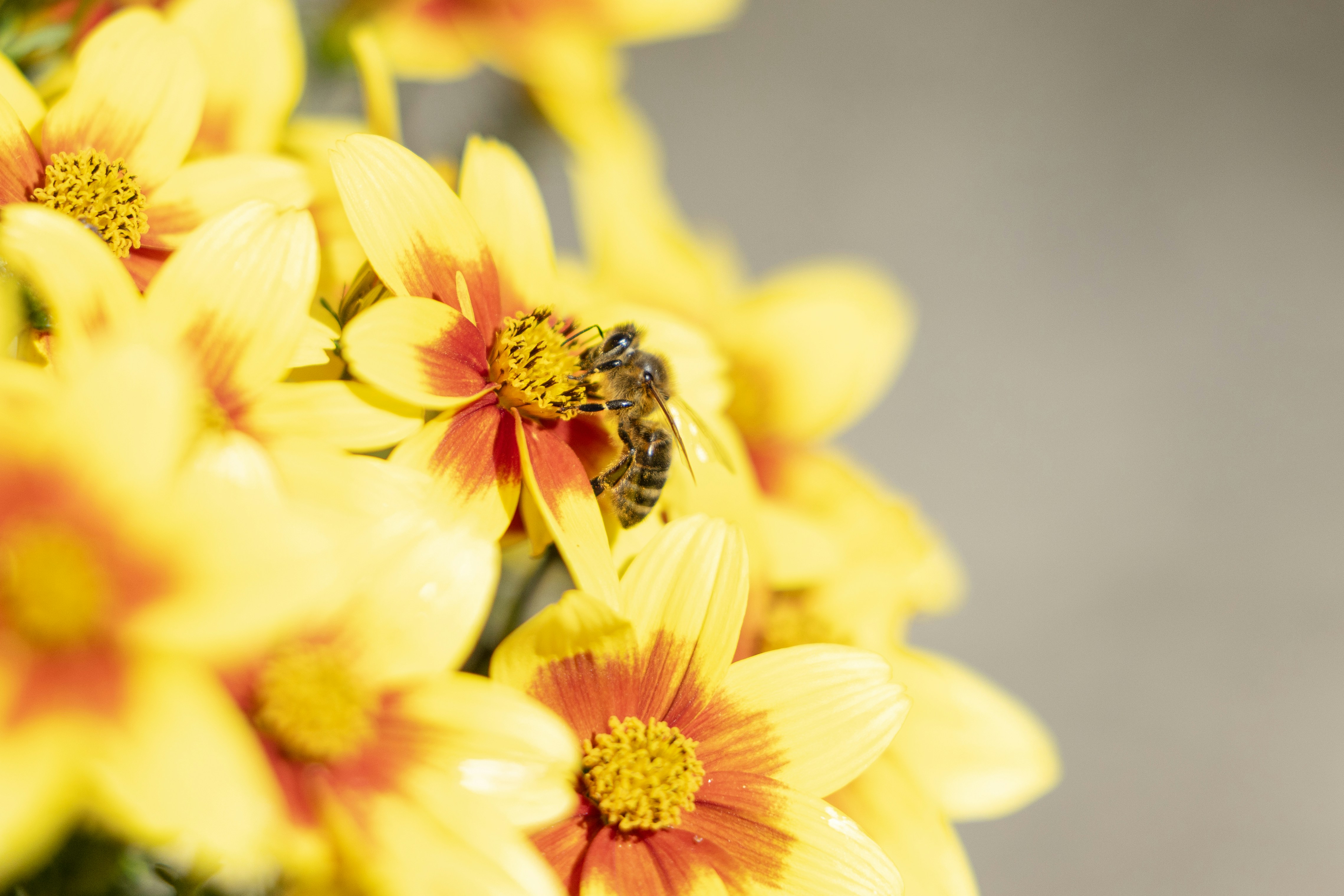 Golden Bloom with Busy Bee