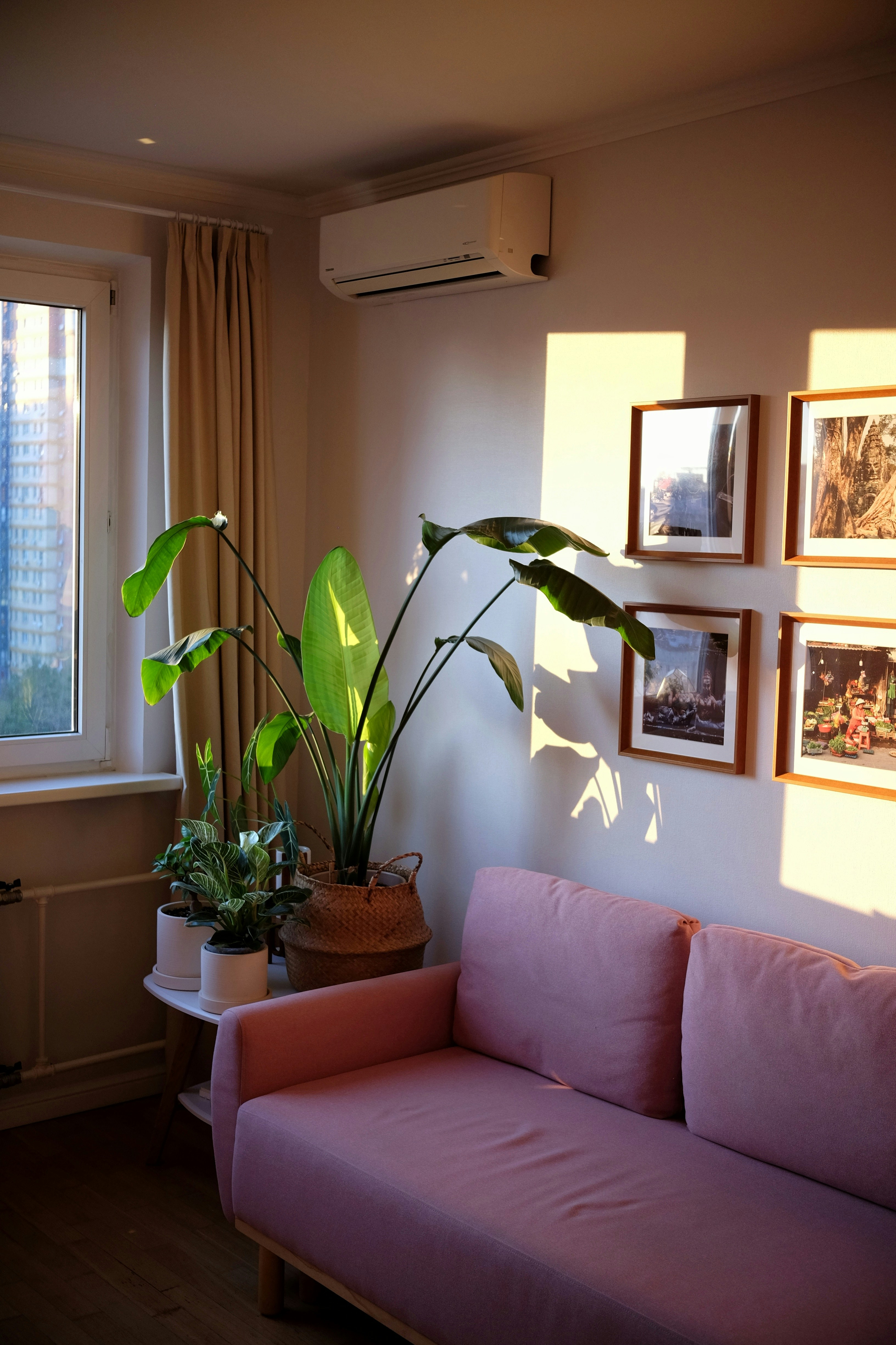 Sunlit Corner: Pink Sofa Under Botanical Canopy