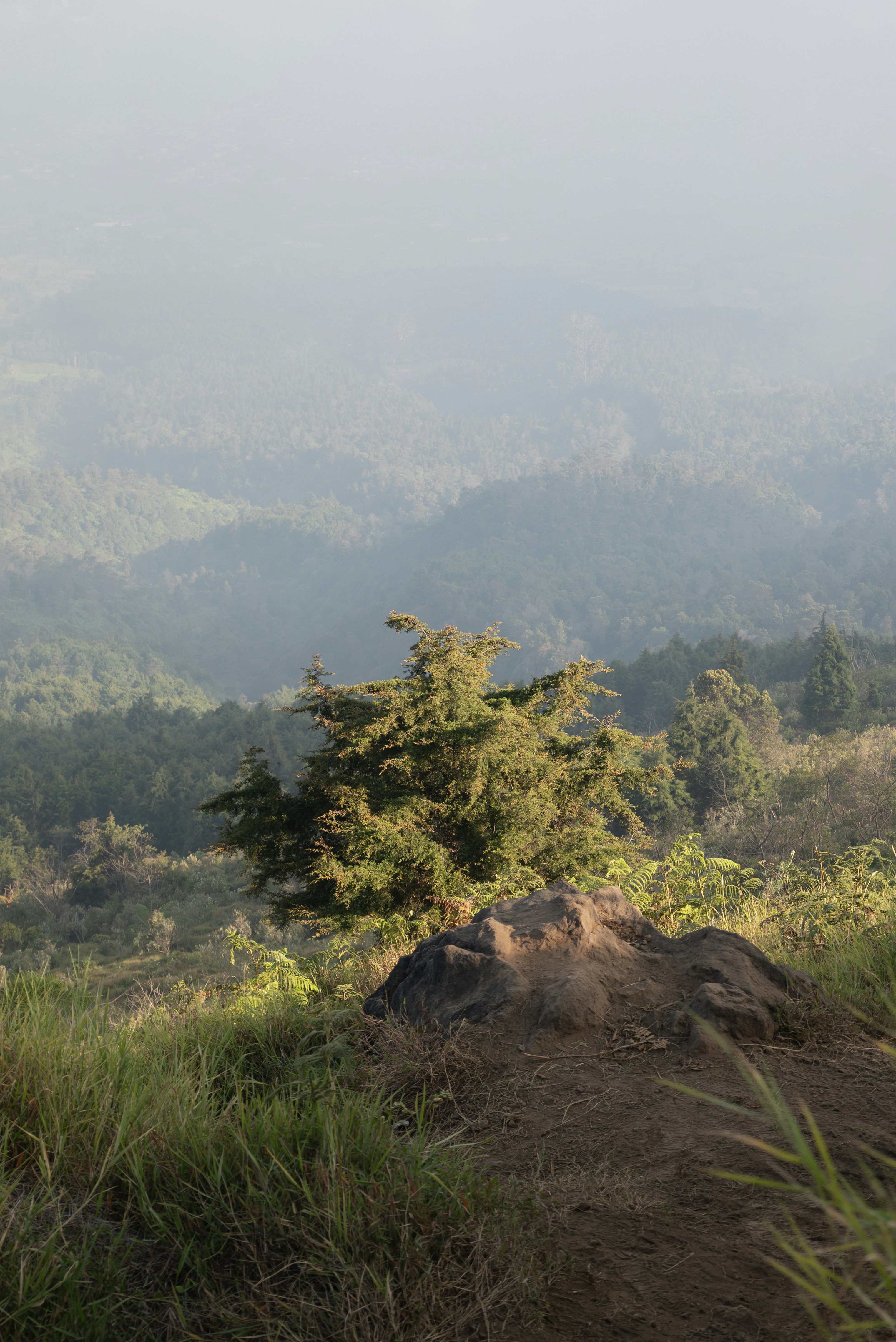 Mist-Laced Ridge: A Quiet Verge Above the Pines