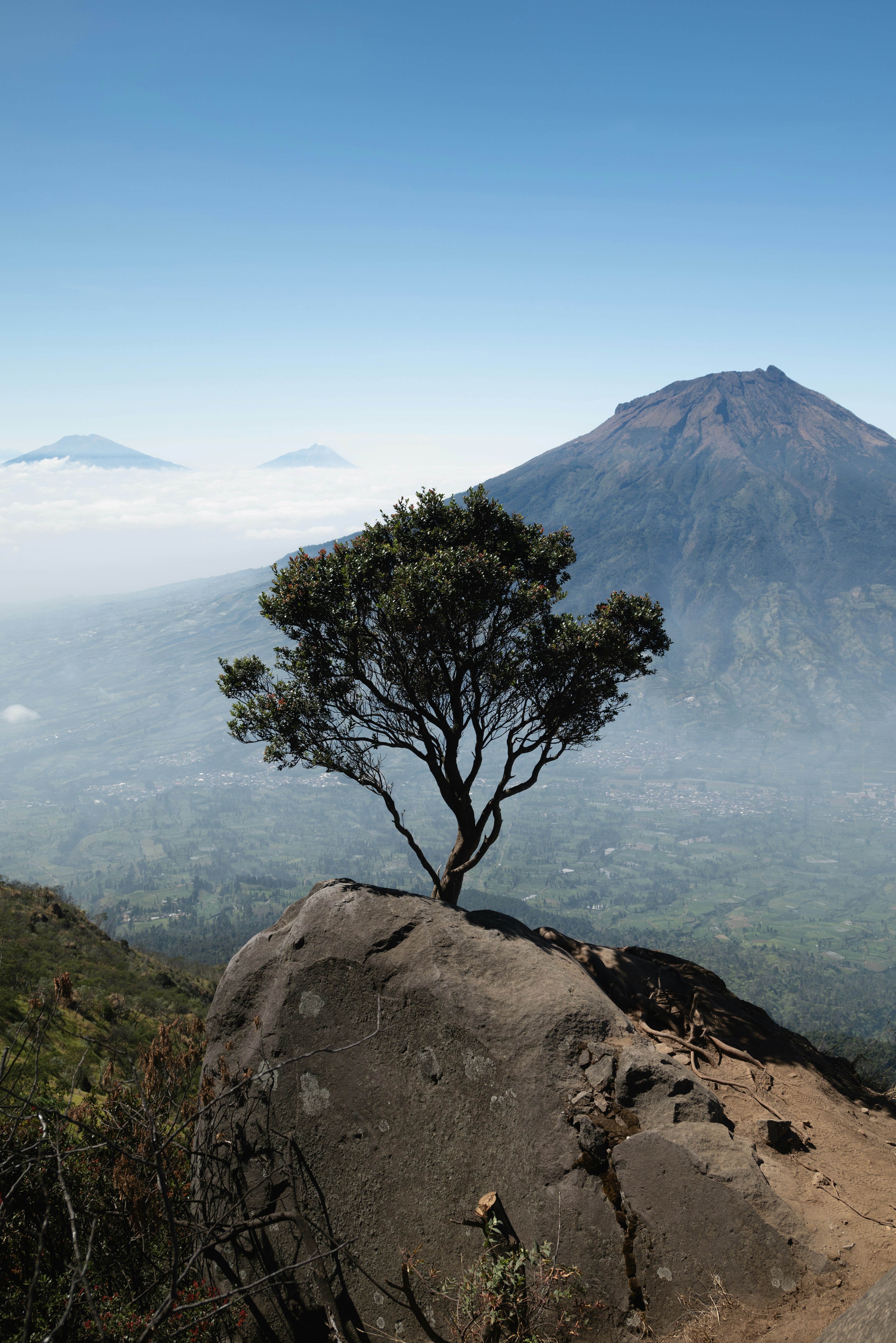 Lone tree at the edge: beacon on a volcanic ridge