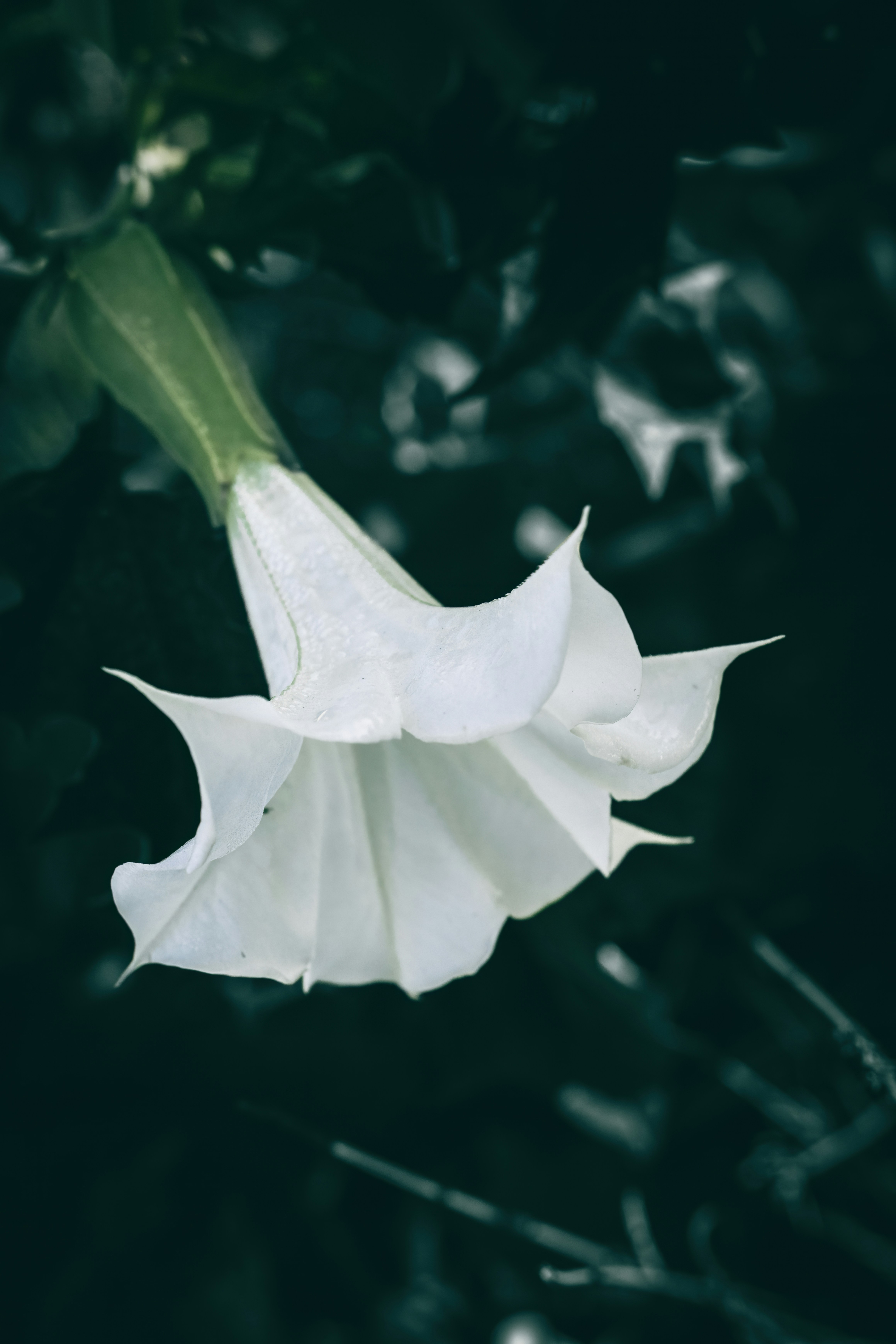 White Bell Bloom in Deep Green Sepia
