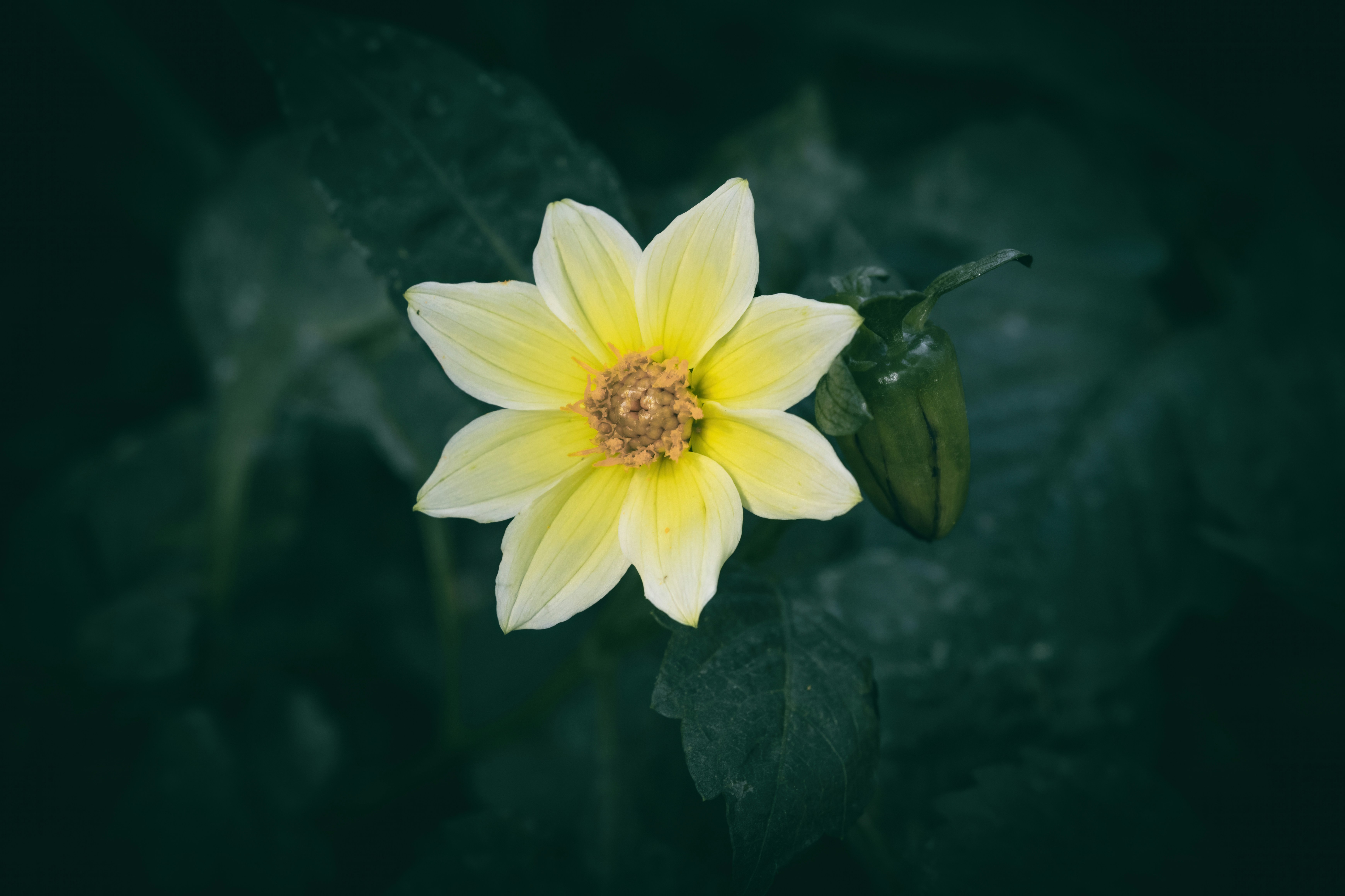 Central Bloom in a Velvet Dark-green Frame