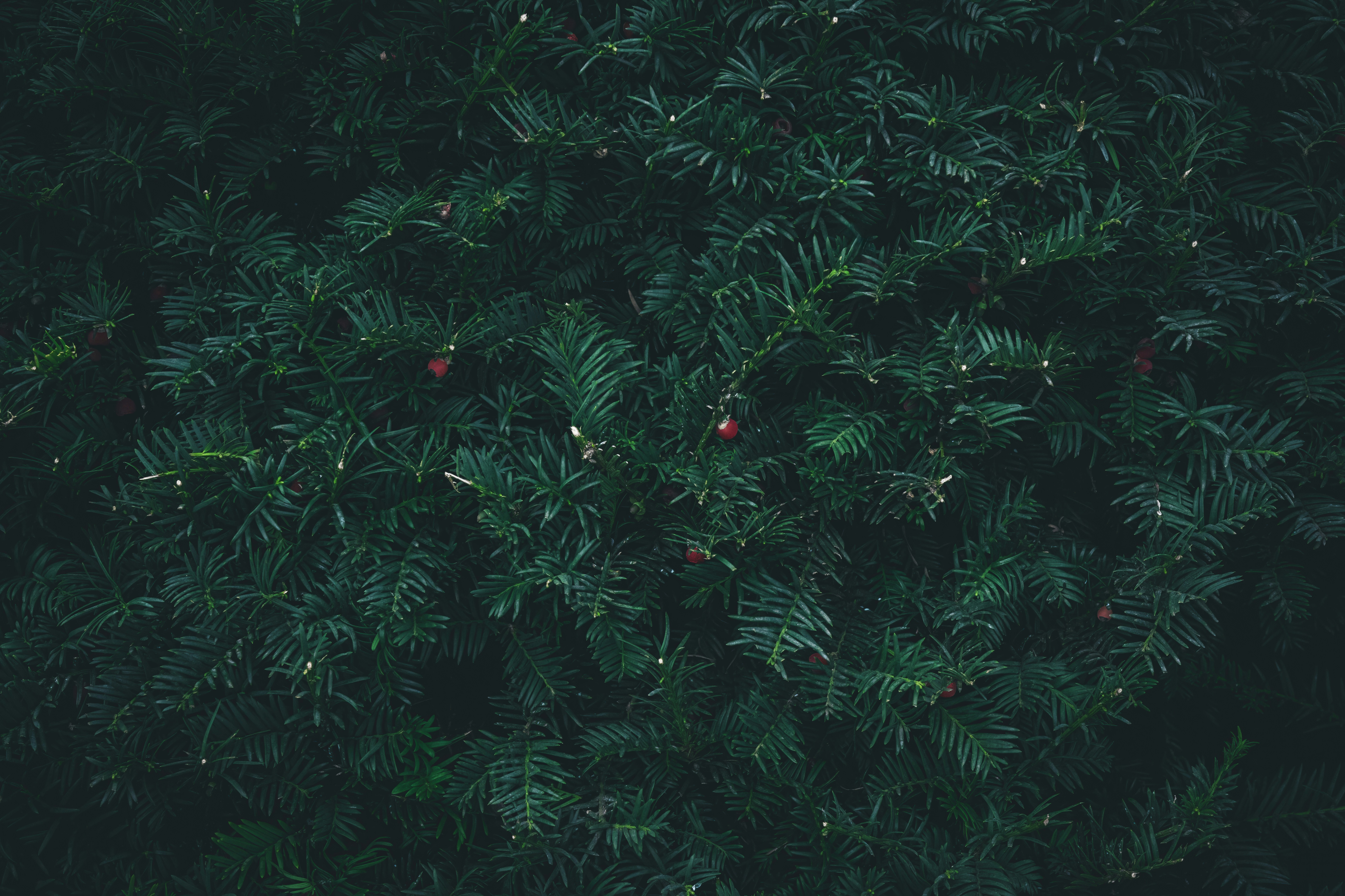 Verdant Web: Mossy Foliage with Tiny Red Berries Hidden Among Fronds