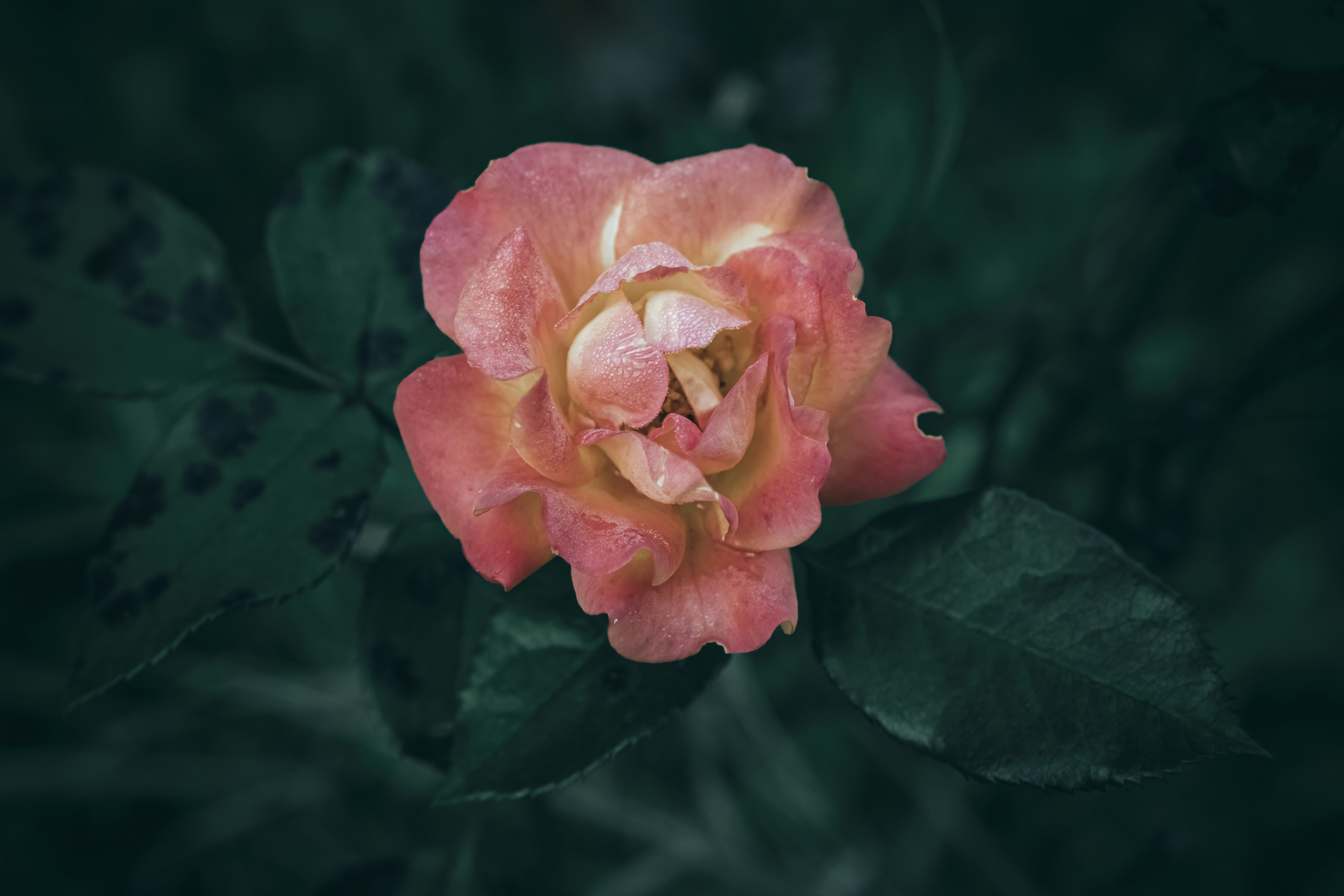Peach Blossom Rose Quiet in a Velvet Green