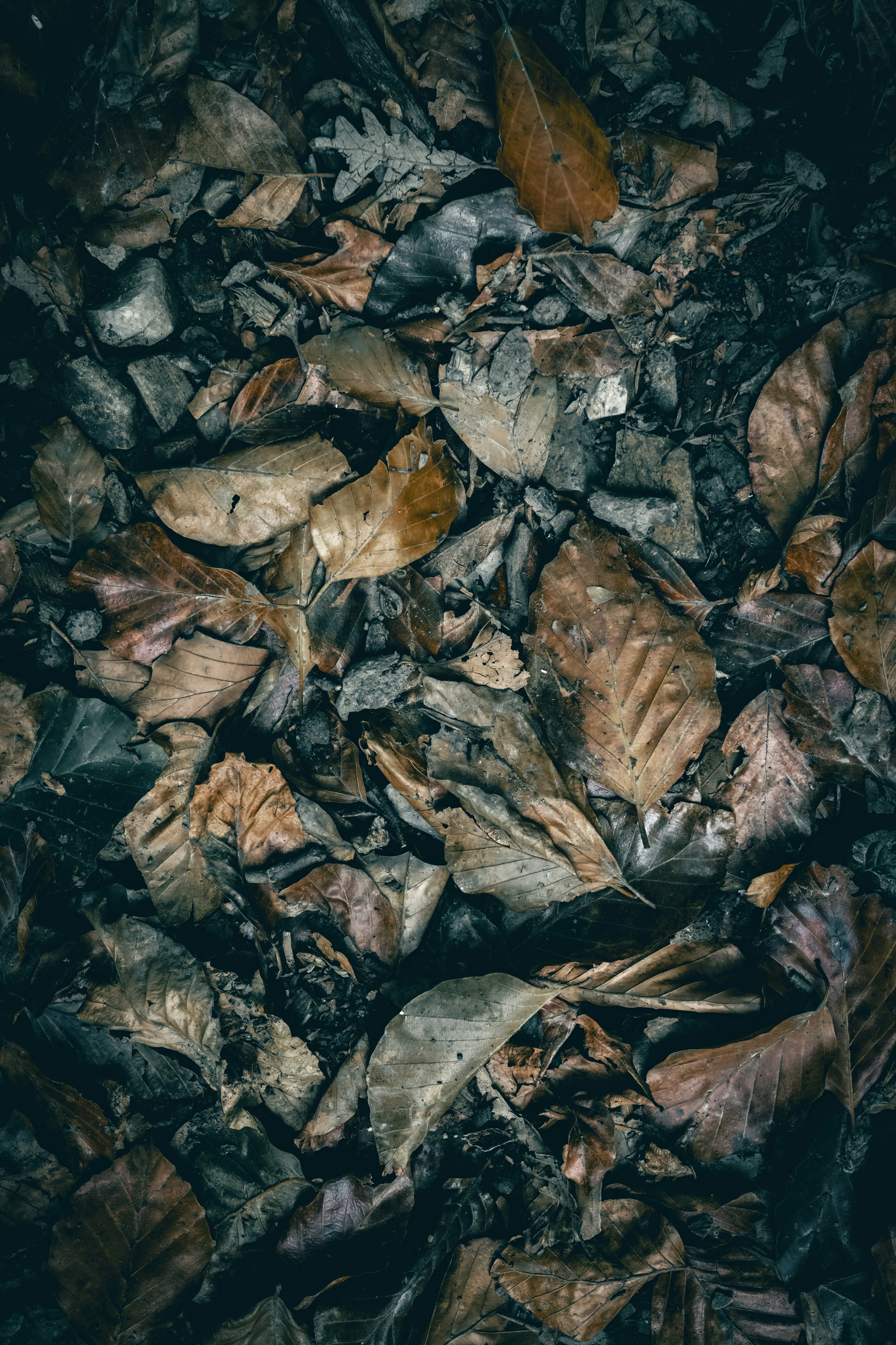 Autumn Leaf Mosaic on a Dim Forest Floor
