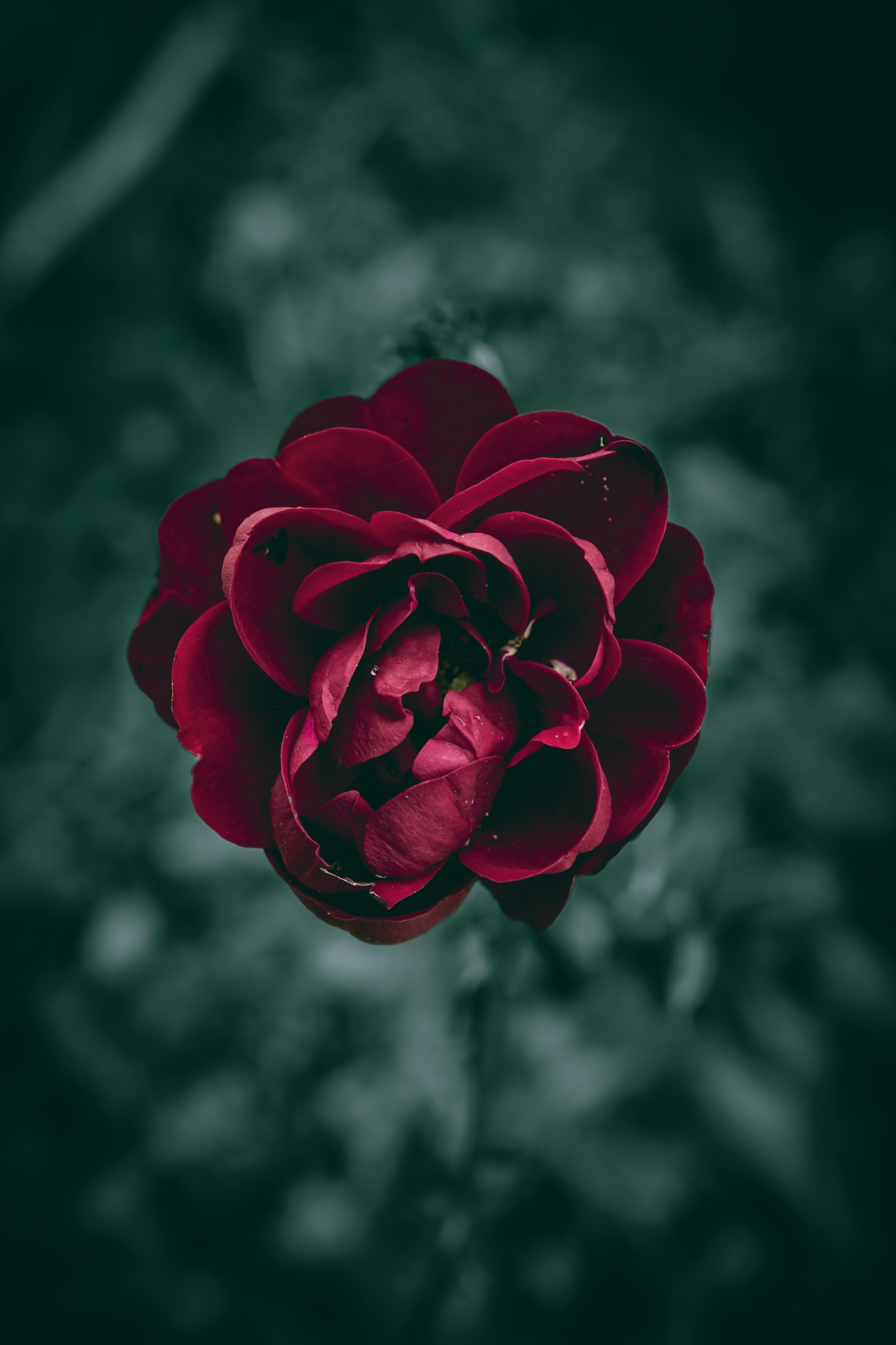 Centerstage Bloom: A Rich Crimson Rose in Velvet Green