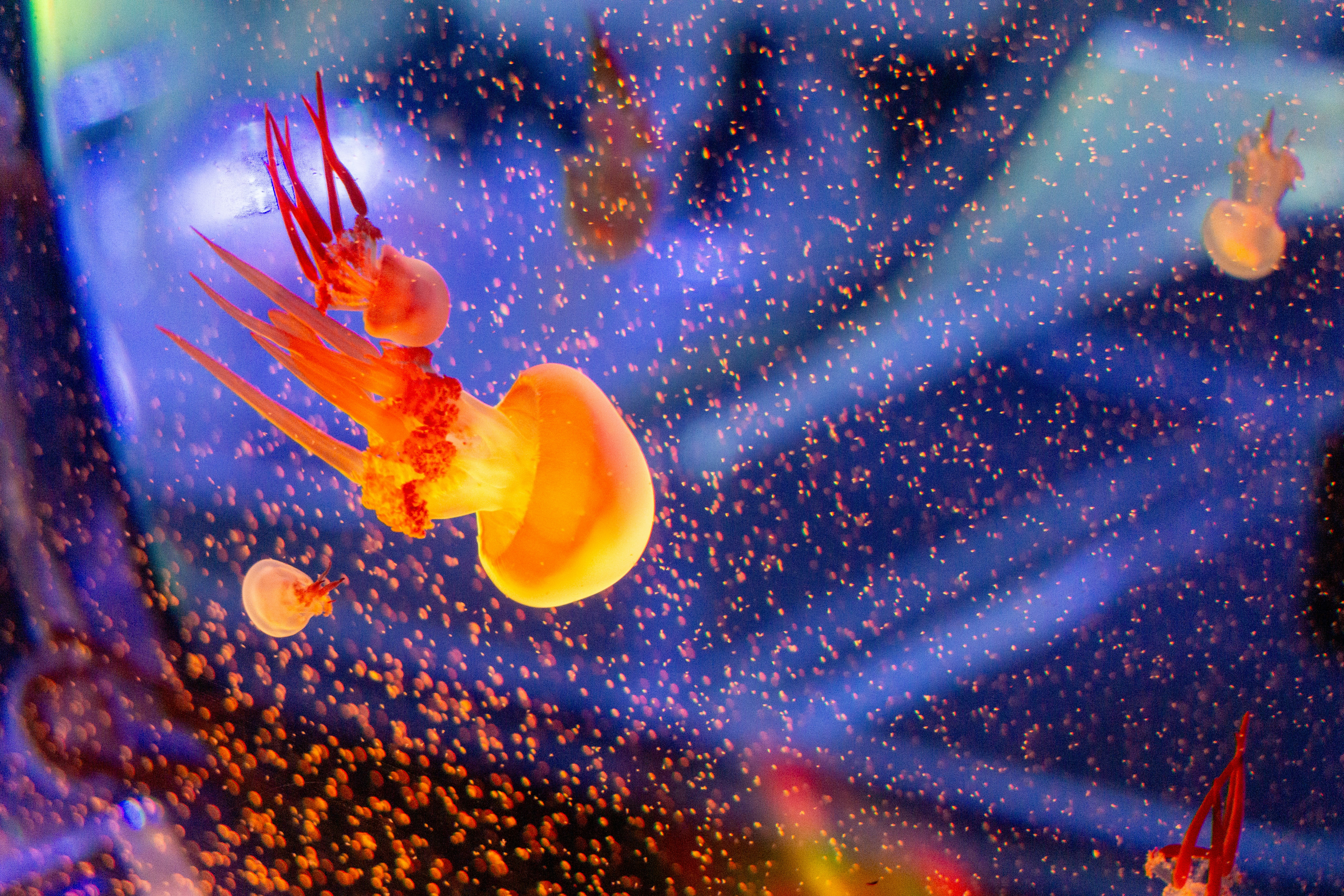 Amber Jellyfish Drift in a Nebulous Aquarium