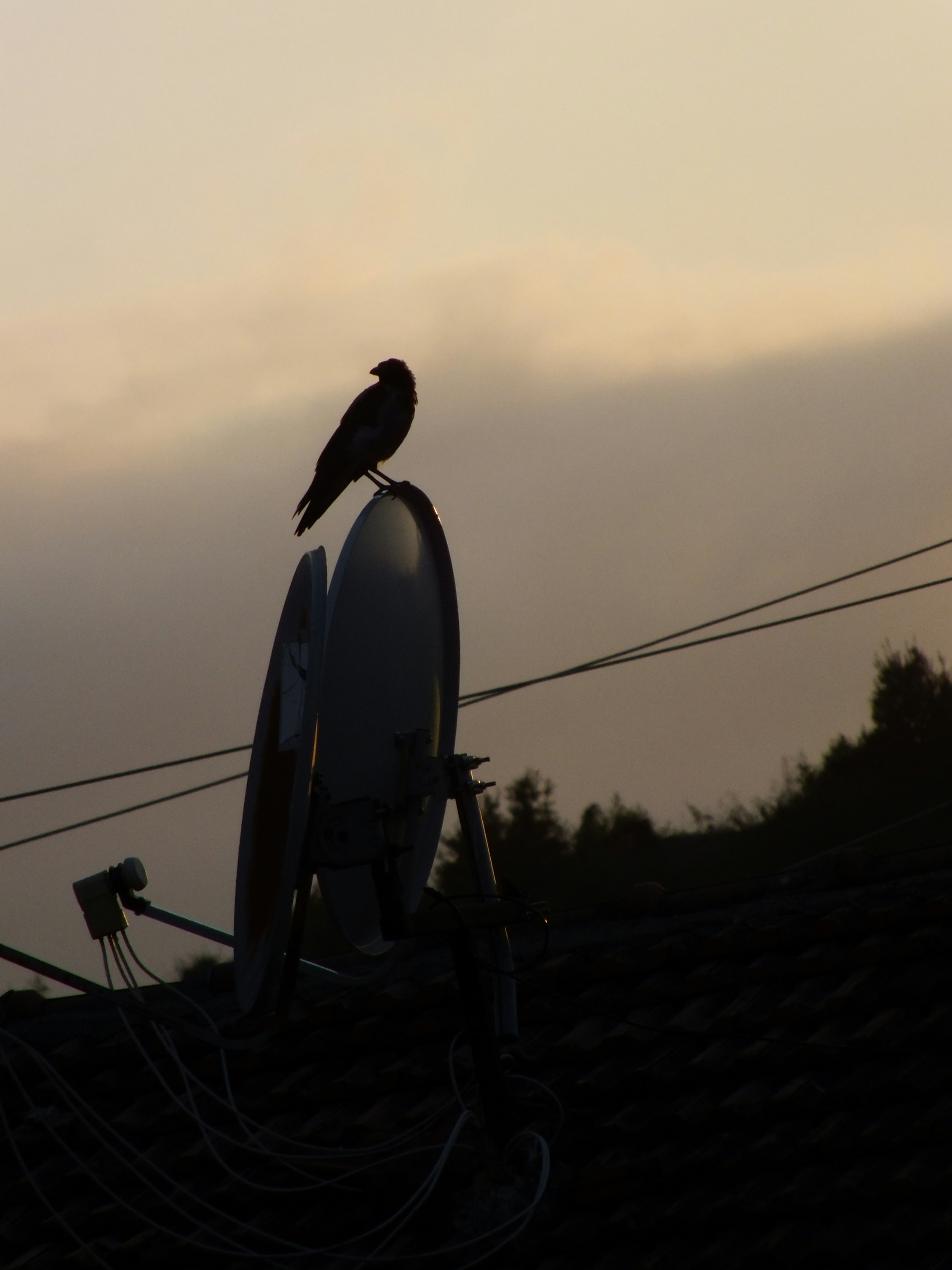 Silhouette of a Satellite Dish Stare: A Raven at Dusk