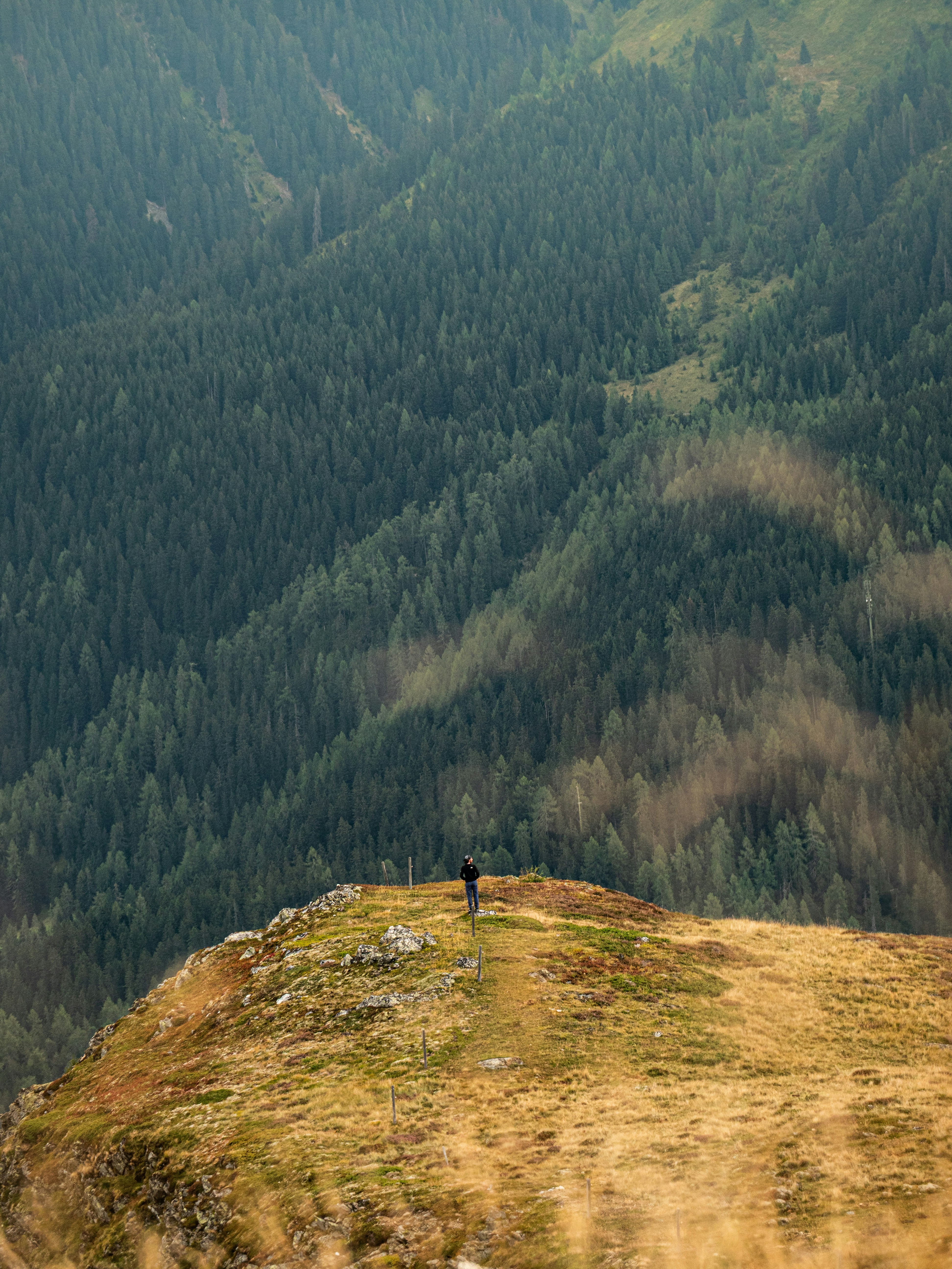  solitary hiker at the ridge edge above a cedar sea