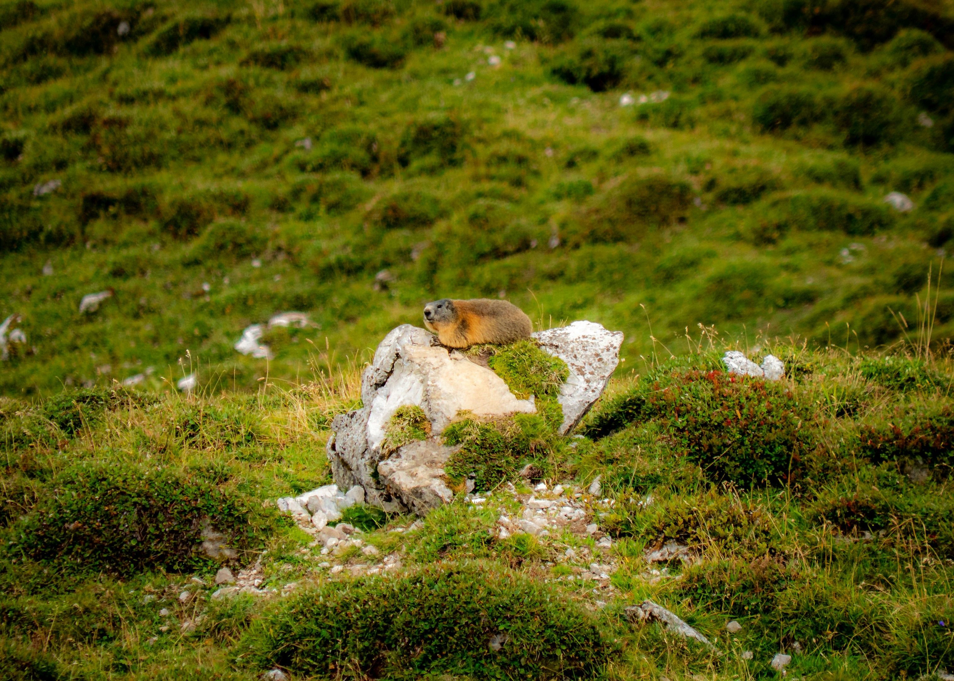 Alpine Rodent on a Mossy Outcrop