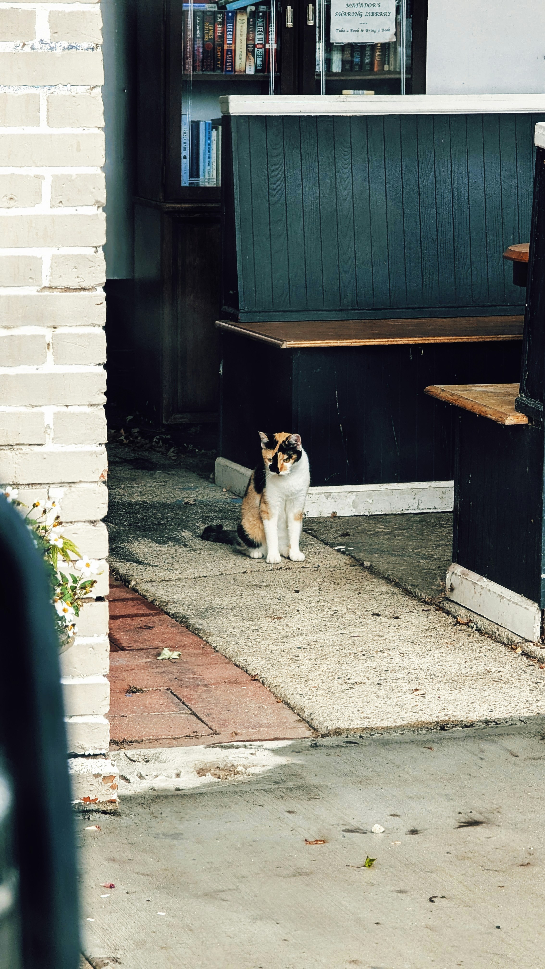 Calico cat sits near a doorway on a sidewalk, with a dark wooden bench and a bookshelf in the background. The scene captures quiet urban ambiance and the cat as the focal point.
