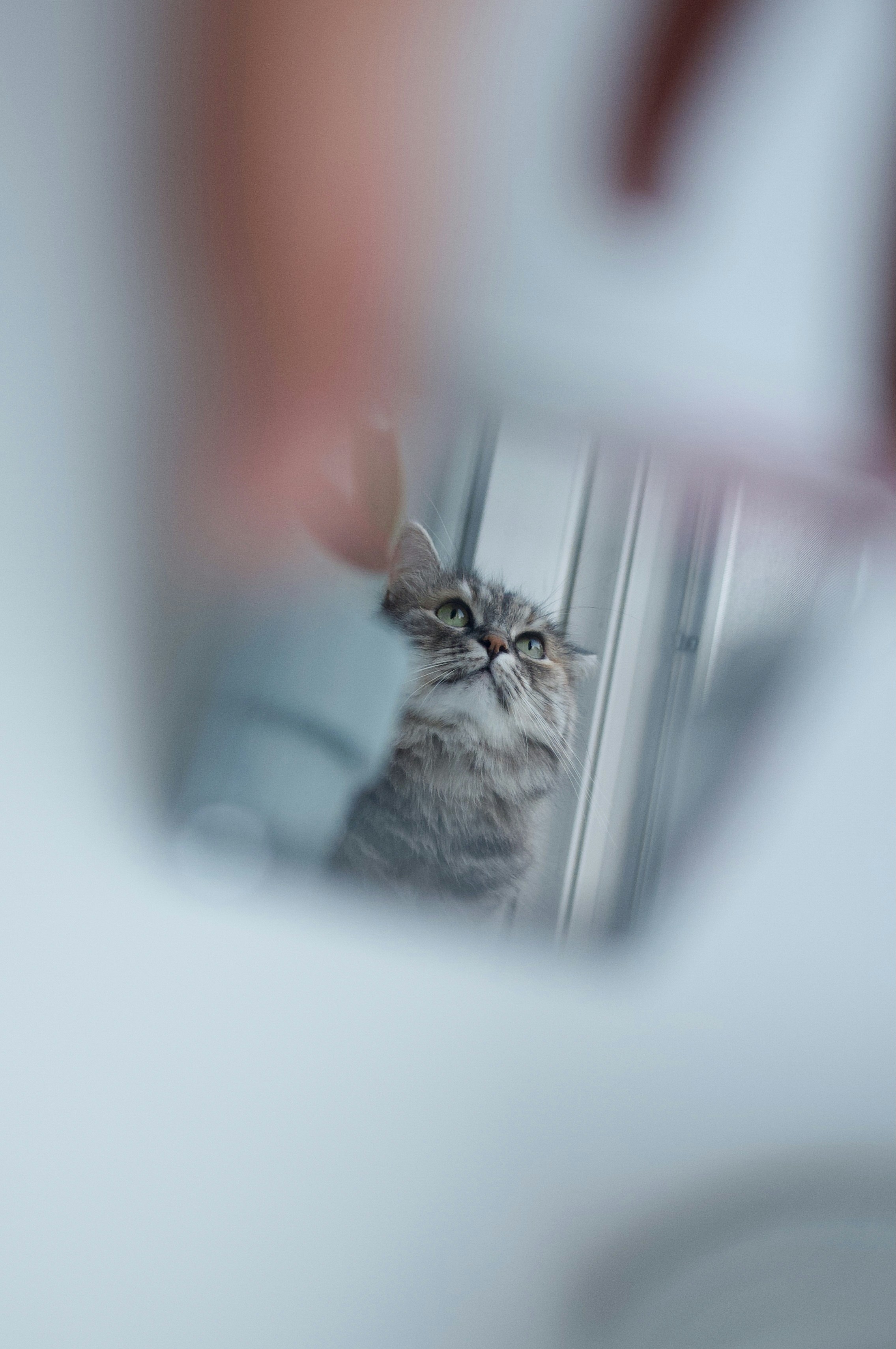 A fluffy kitten peers upward through a blurred window pane, its green eyes catching light; the soft bokeh and cool tones emphasize the tiny face framed by reflective glass. This is a candid shot featuring a living subject with a shallow depth of field.