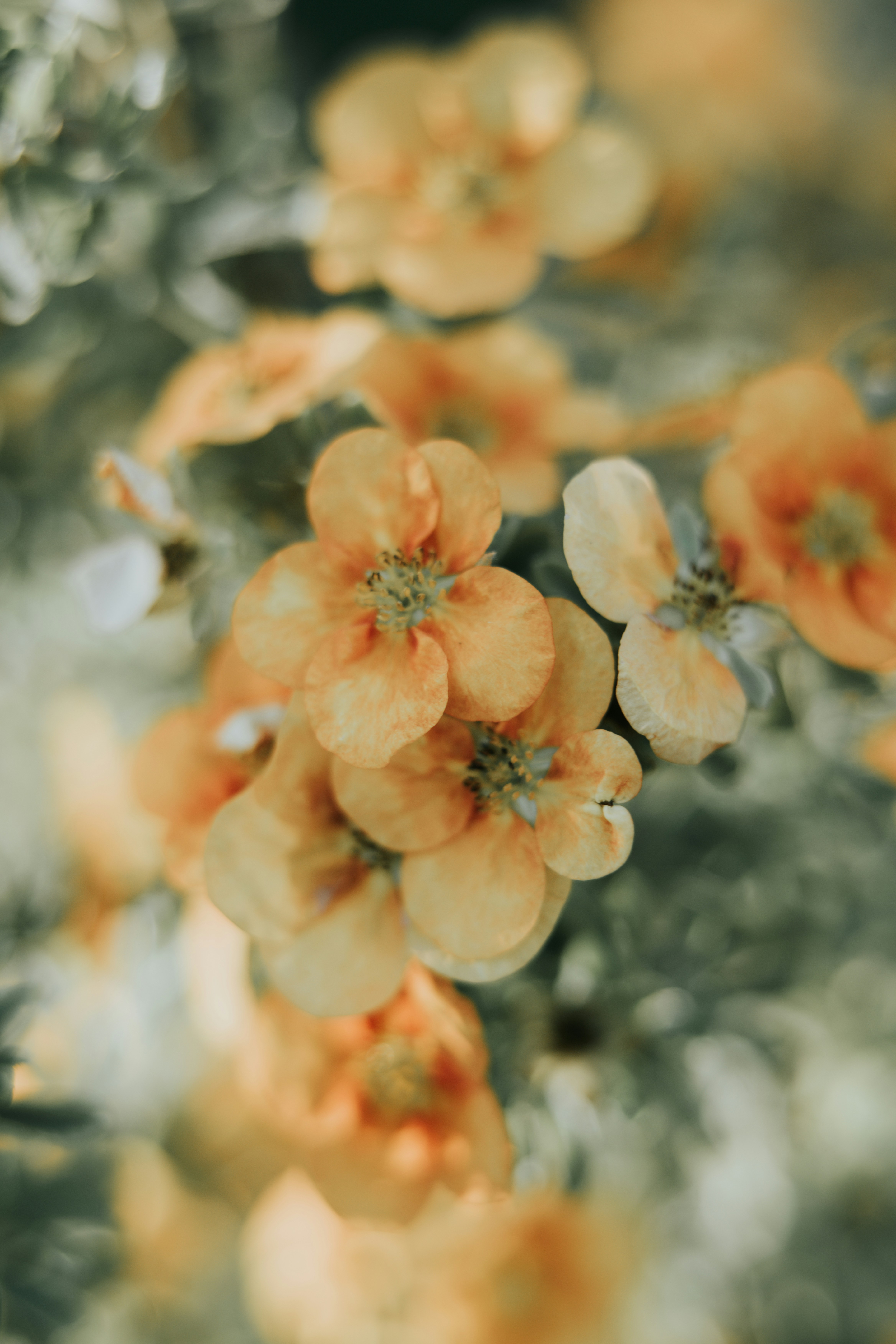 Soft Orange Blossoms in Gentle Focus