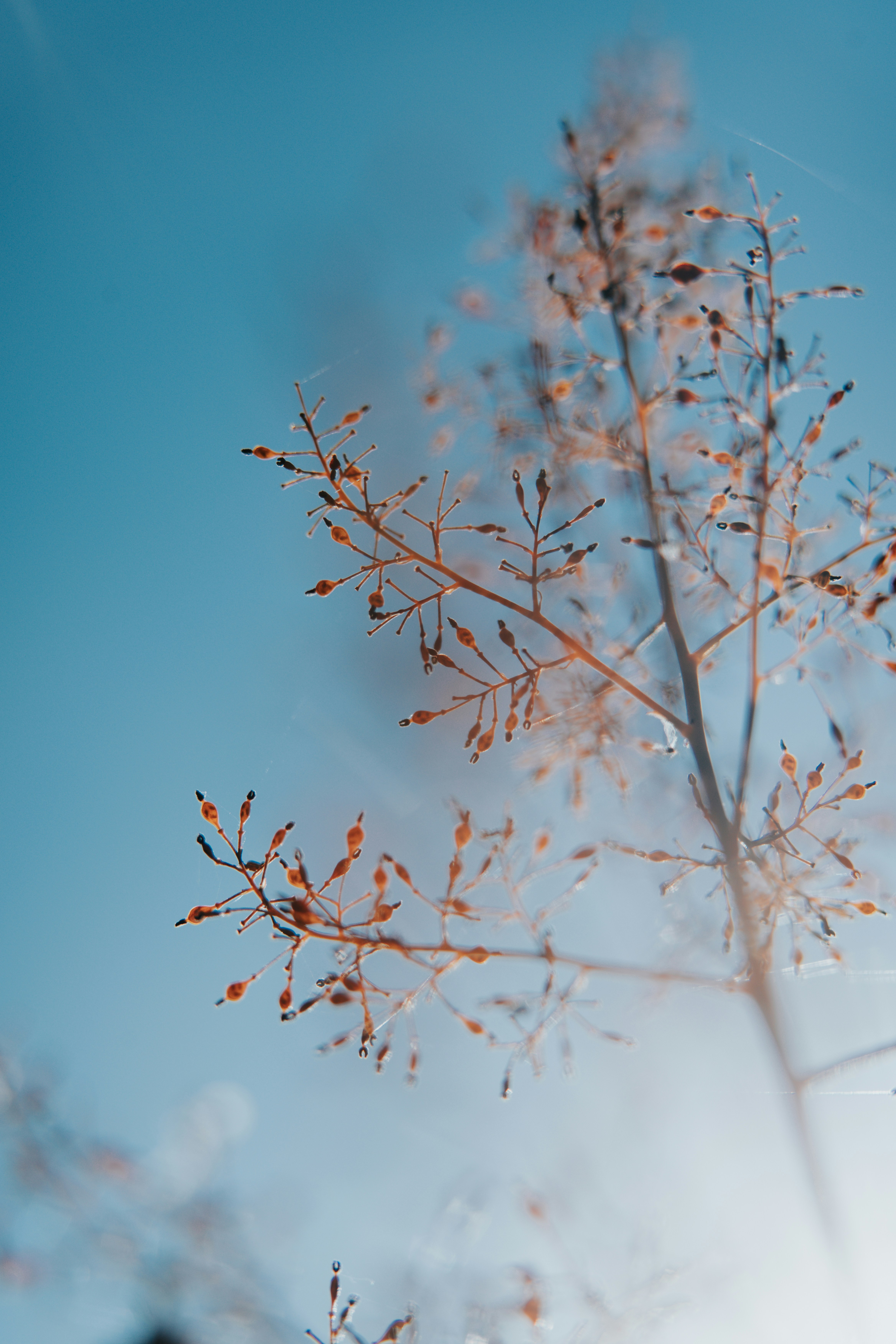 Bare Branches Reaching Toward a Cerulean Sky