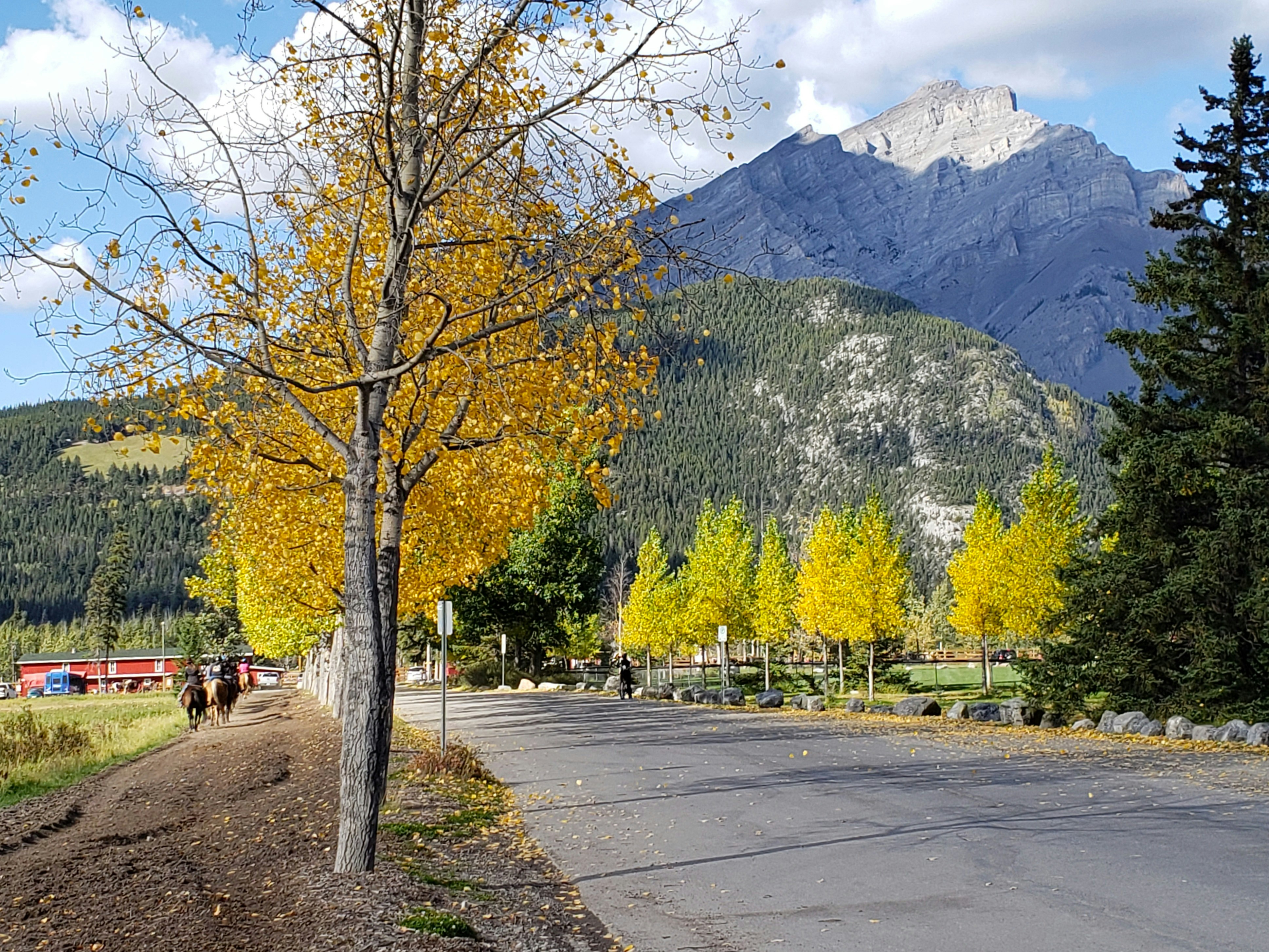 Golden Row: Autumn Trees Line a Mountain Road