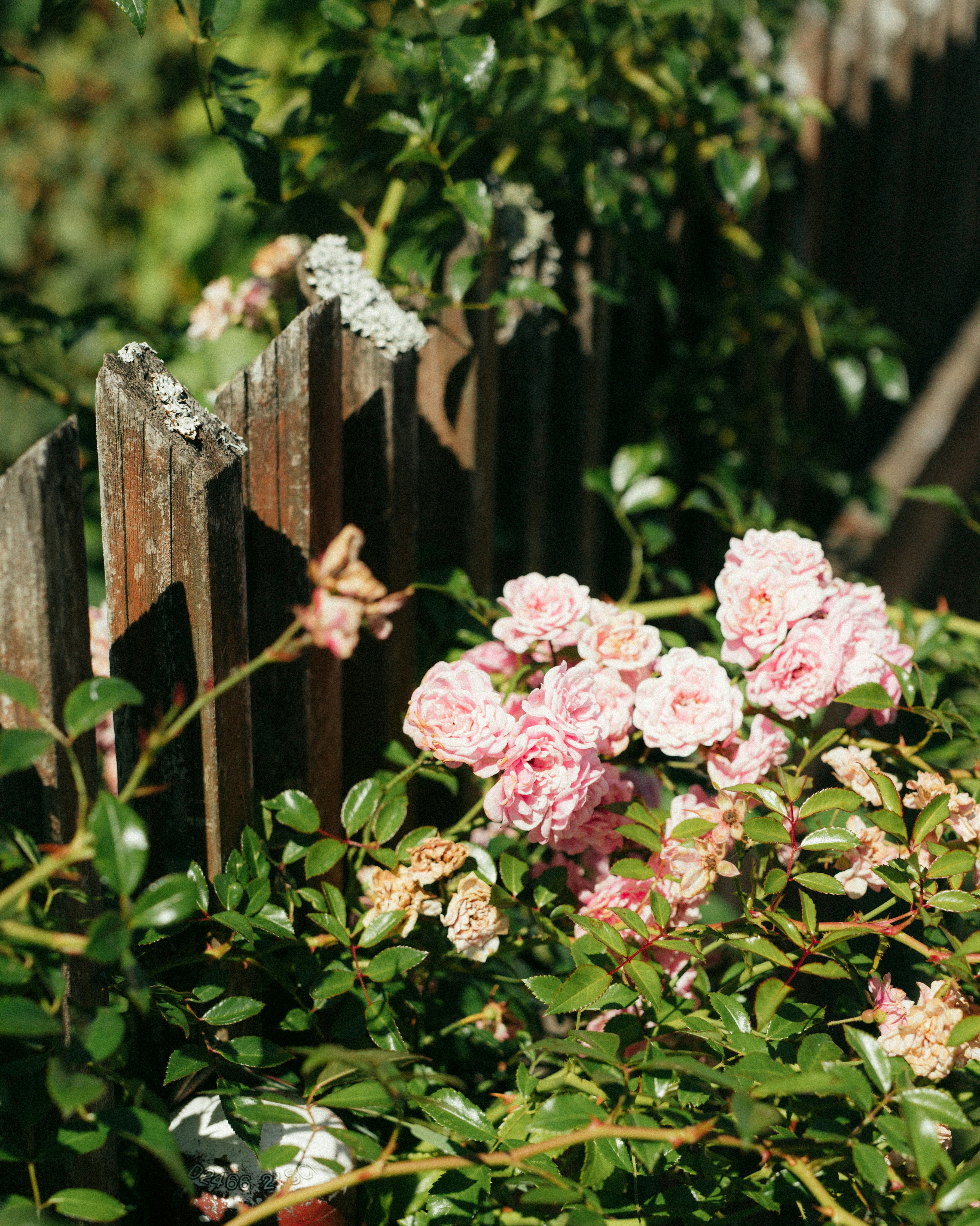 Pink Roses Climbing the Gate: Sunlit Bloom Cascade
