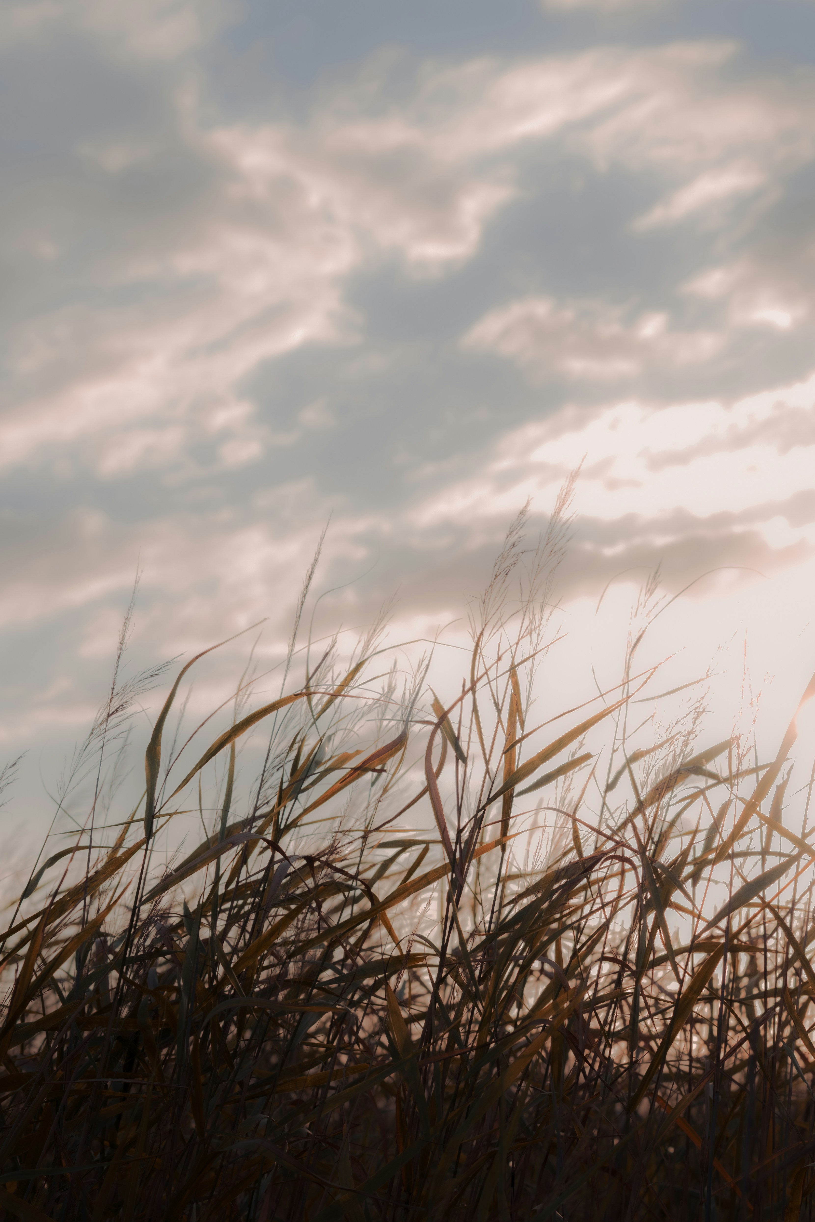 Golden reed silhouettes sway against a hazy sunset sky, capturing a tranquil field scene with warm backlight.