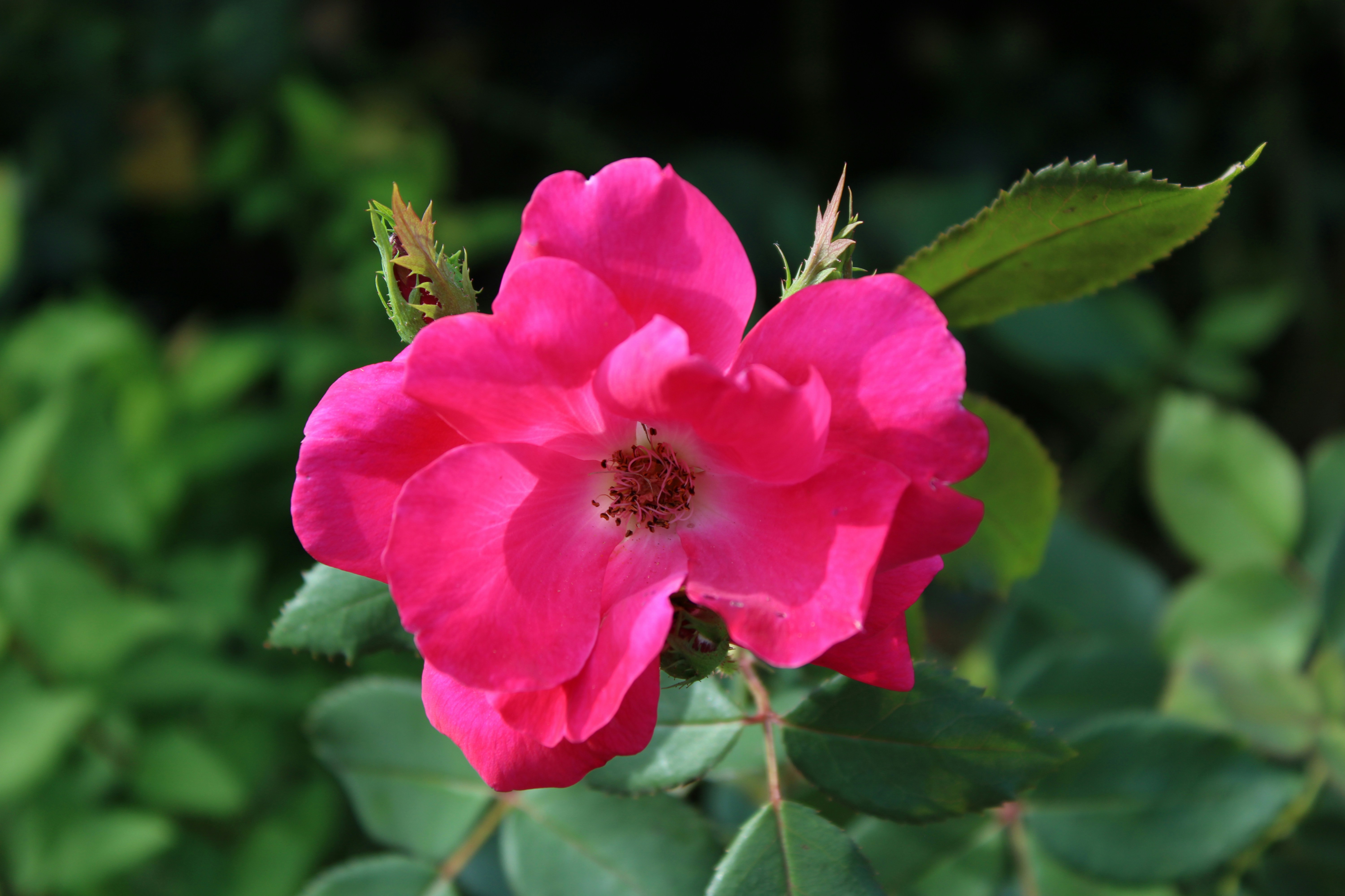 Bright pink rose in close-up with green foliage in the background, showcasing petal detail and natural lighting. The subject is a flower, presented with shallow depth of field.