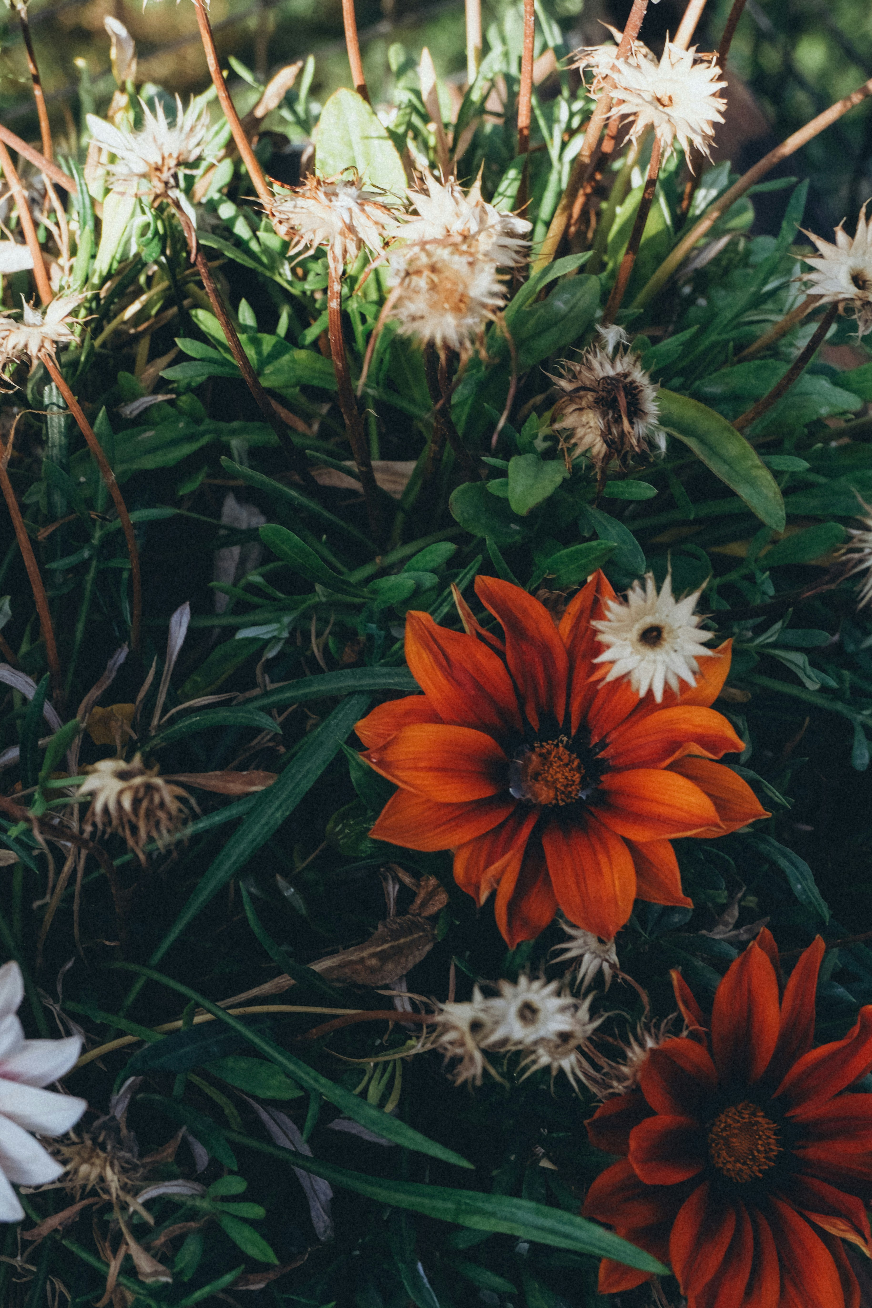 Orange Bloom in a Sea of Green