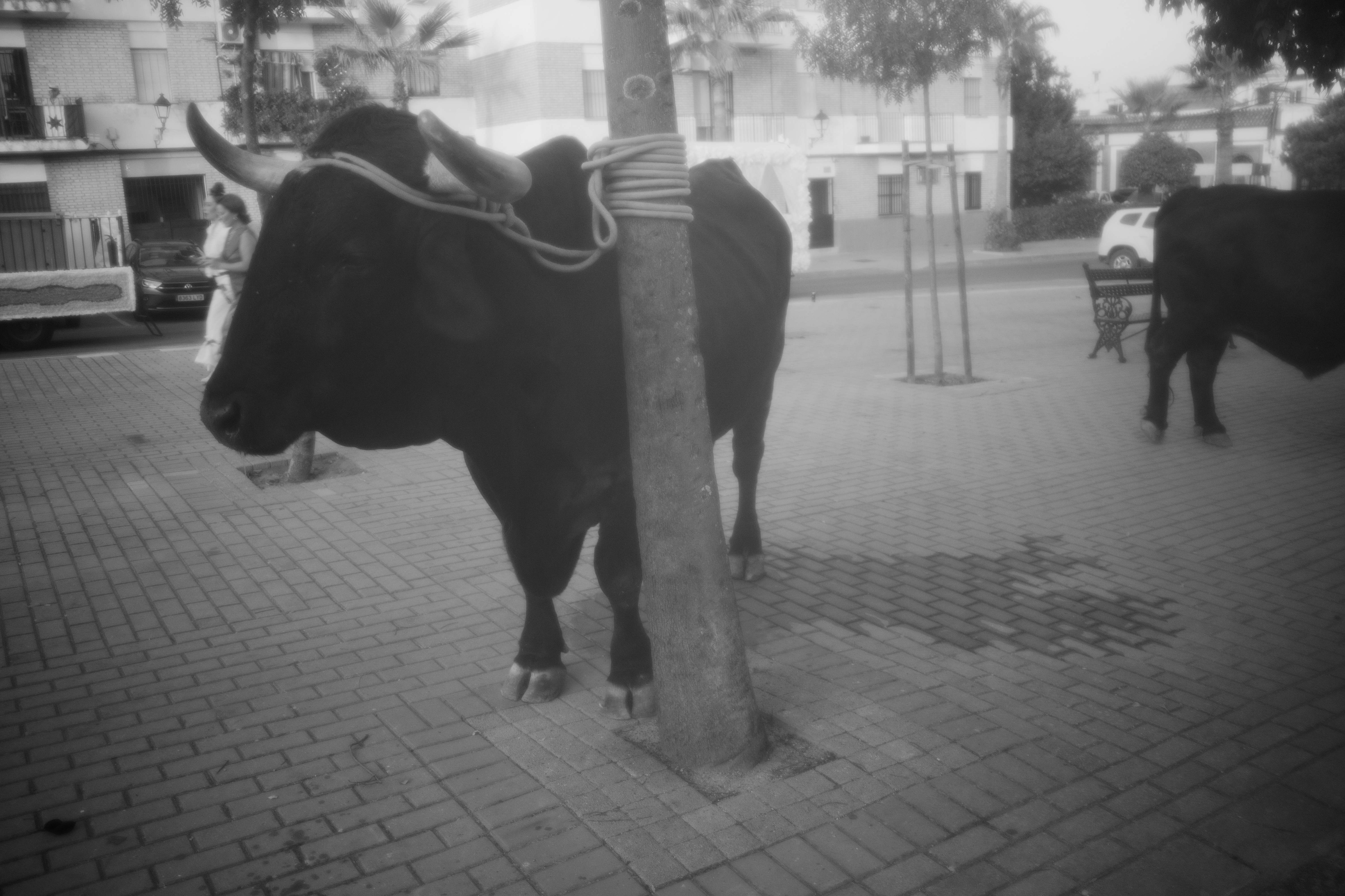 Bull in the Block: A Quiet Moment on the City Square