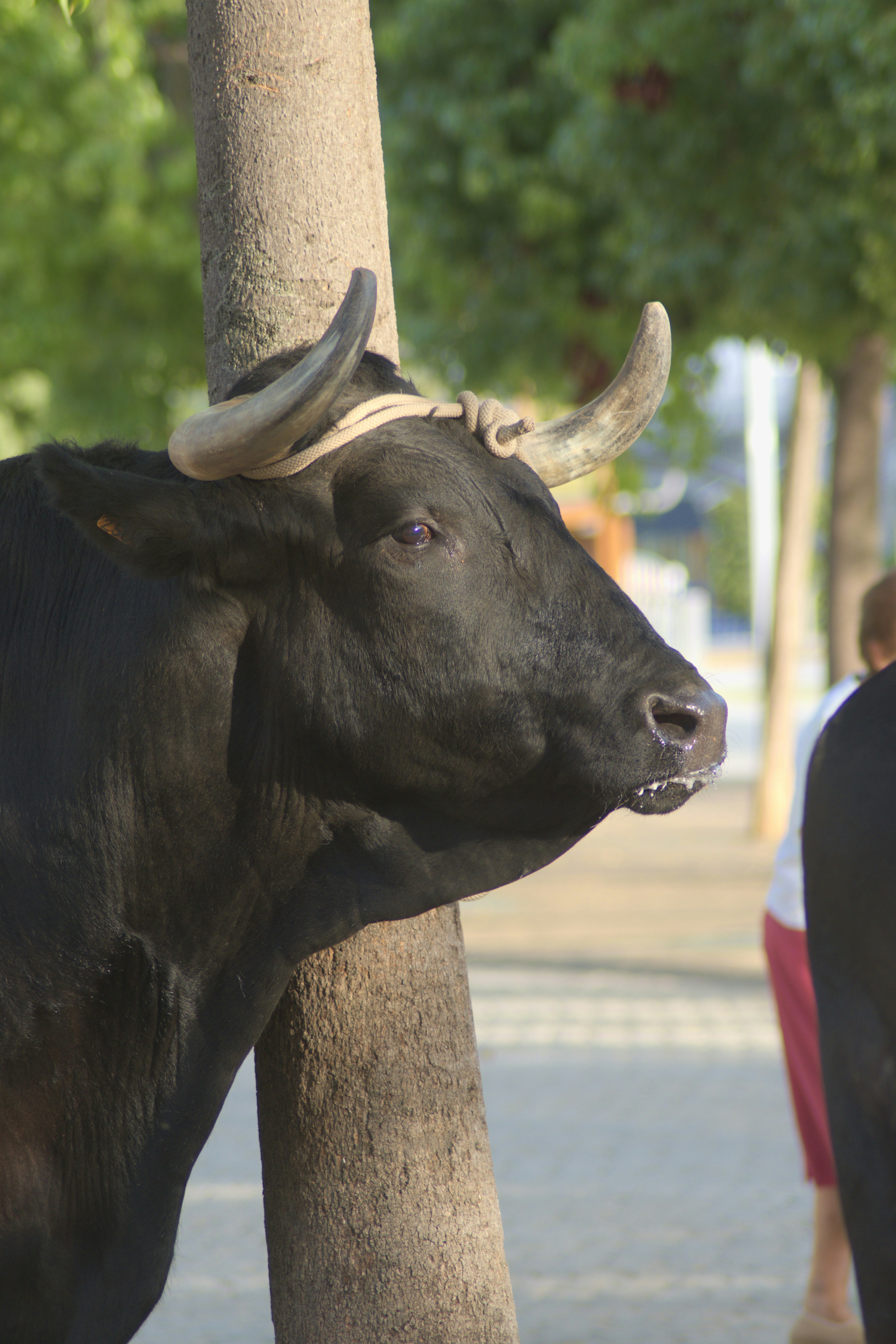 Ox in the Shade: A Black Bull Nuzzles a Tree Trunk at an Open Park