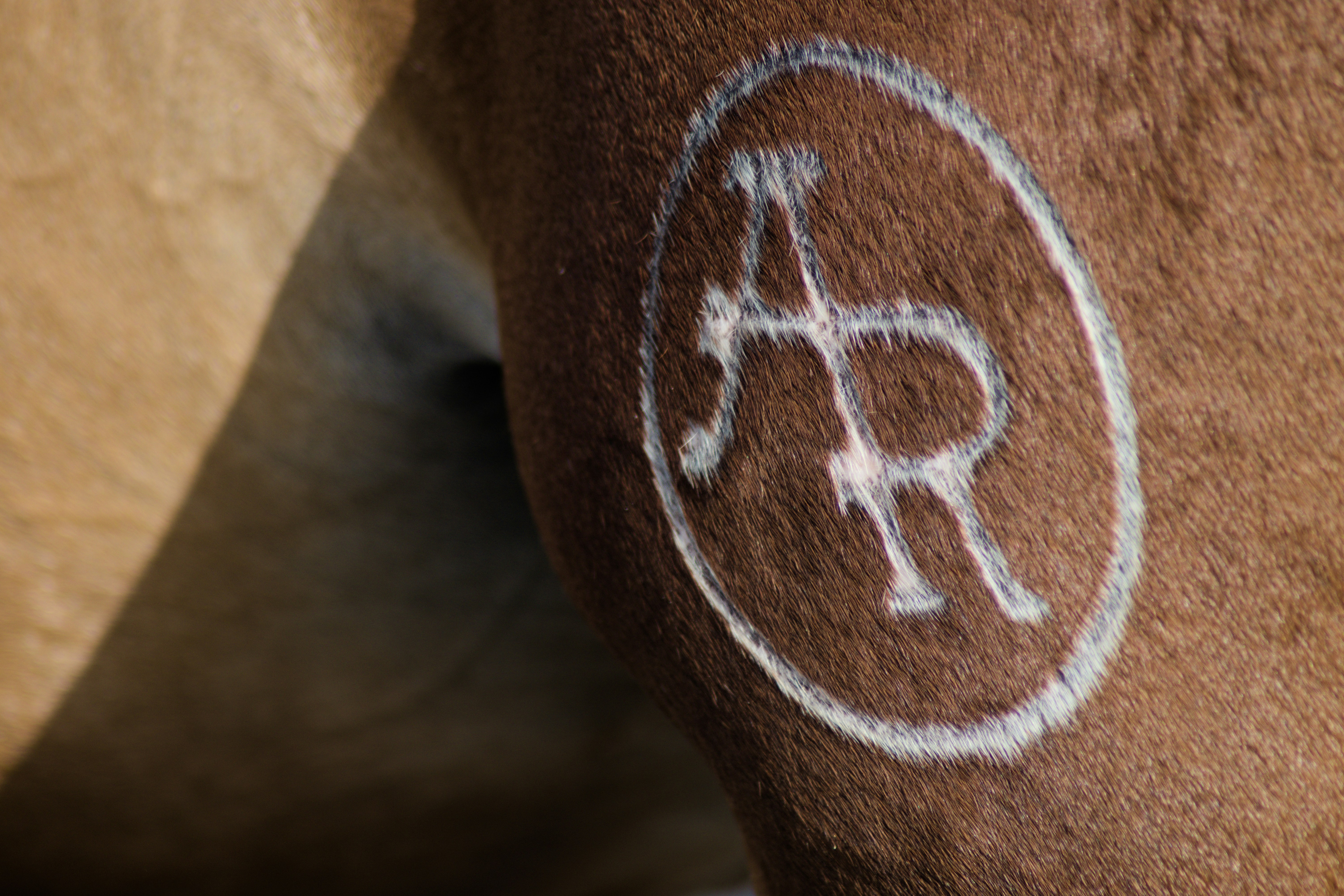 Mark of the Hoof: A Quiet Mark Painted in Chalk