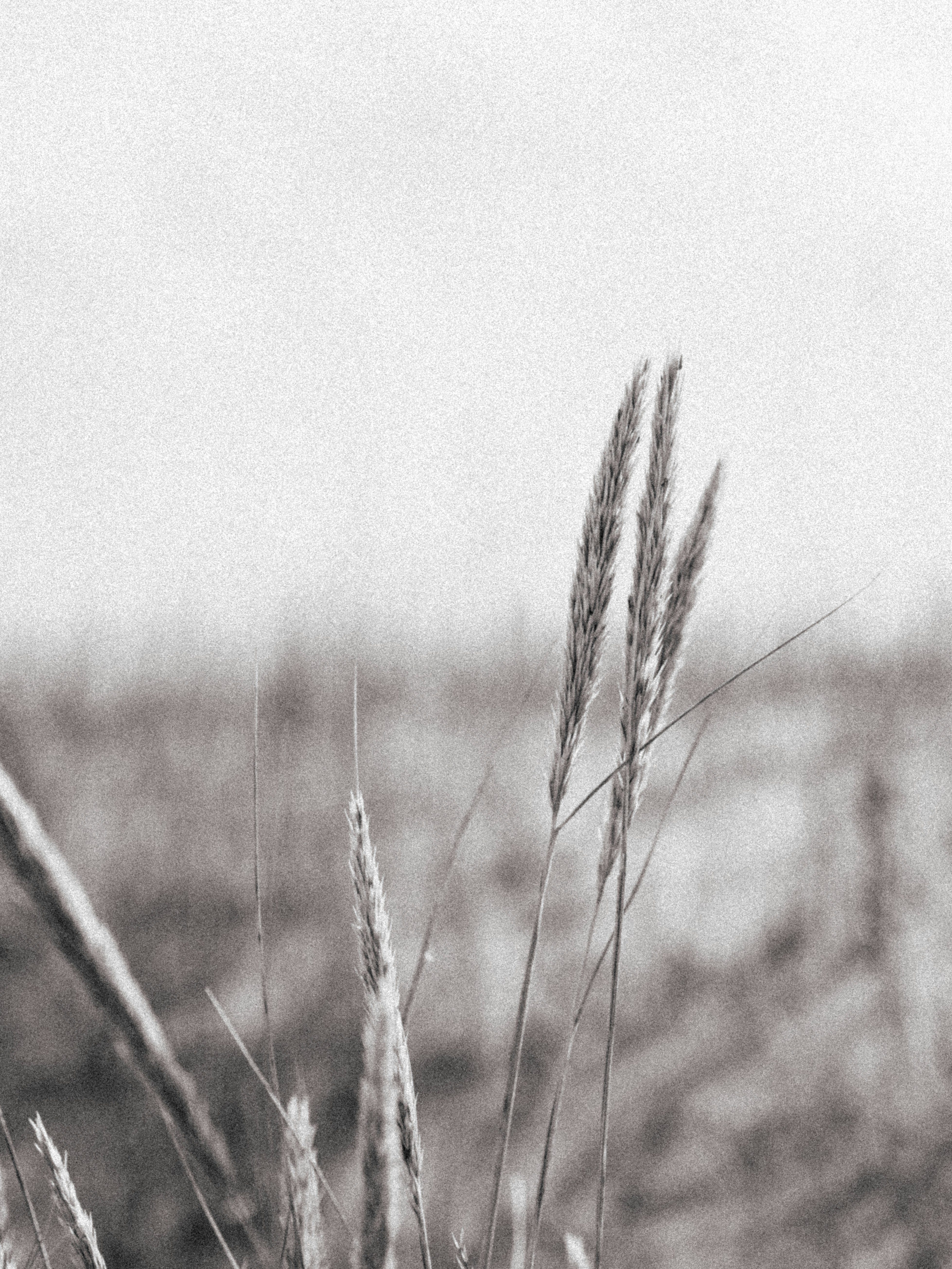 Grainy Wild Grass Silhouette in Soft Mono Field