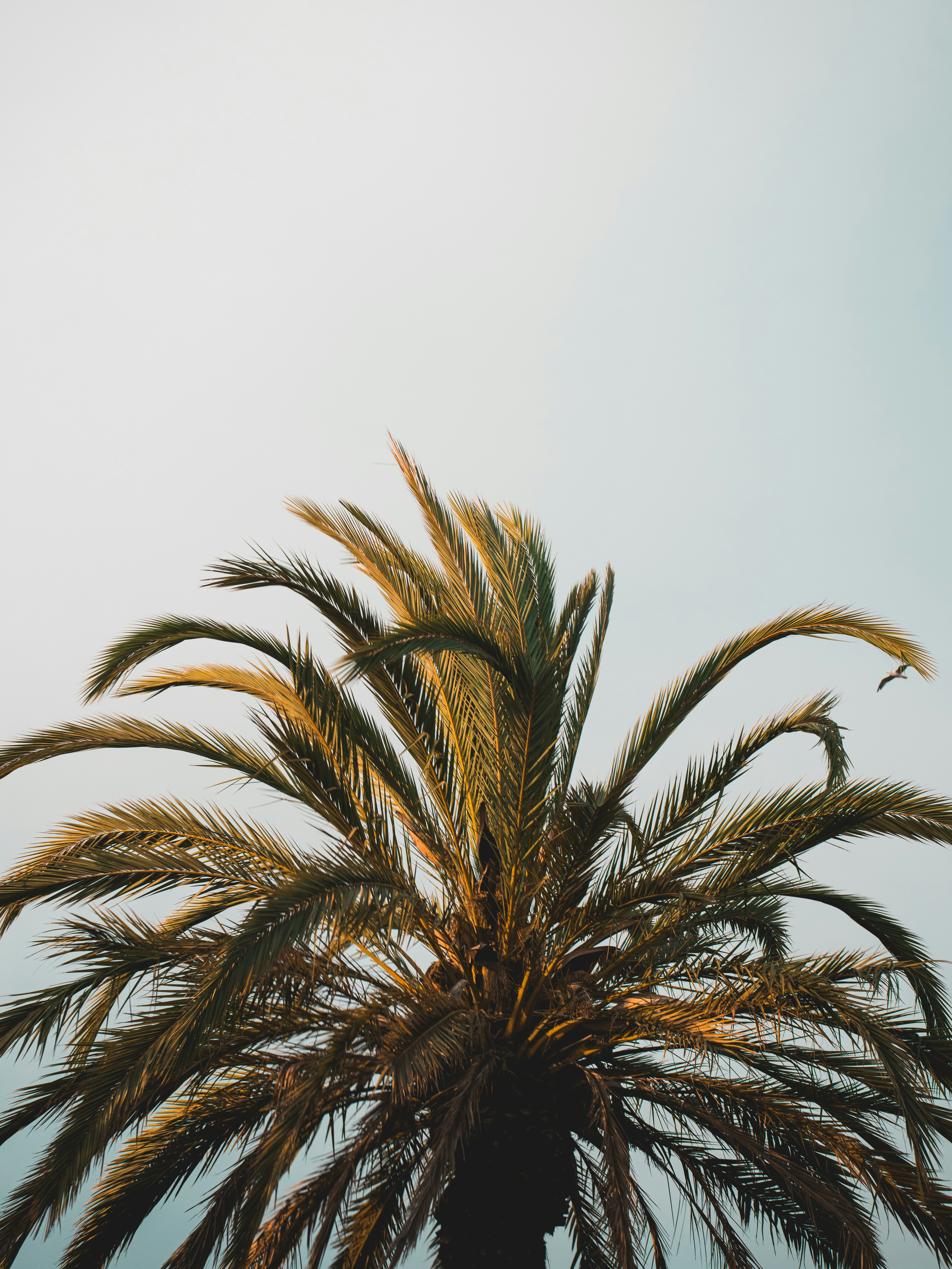 Emerging Crown: Sunlit Palm Fronds Against A Quiet Sky