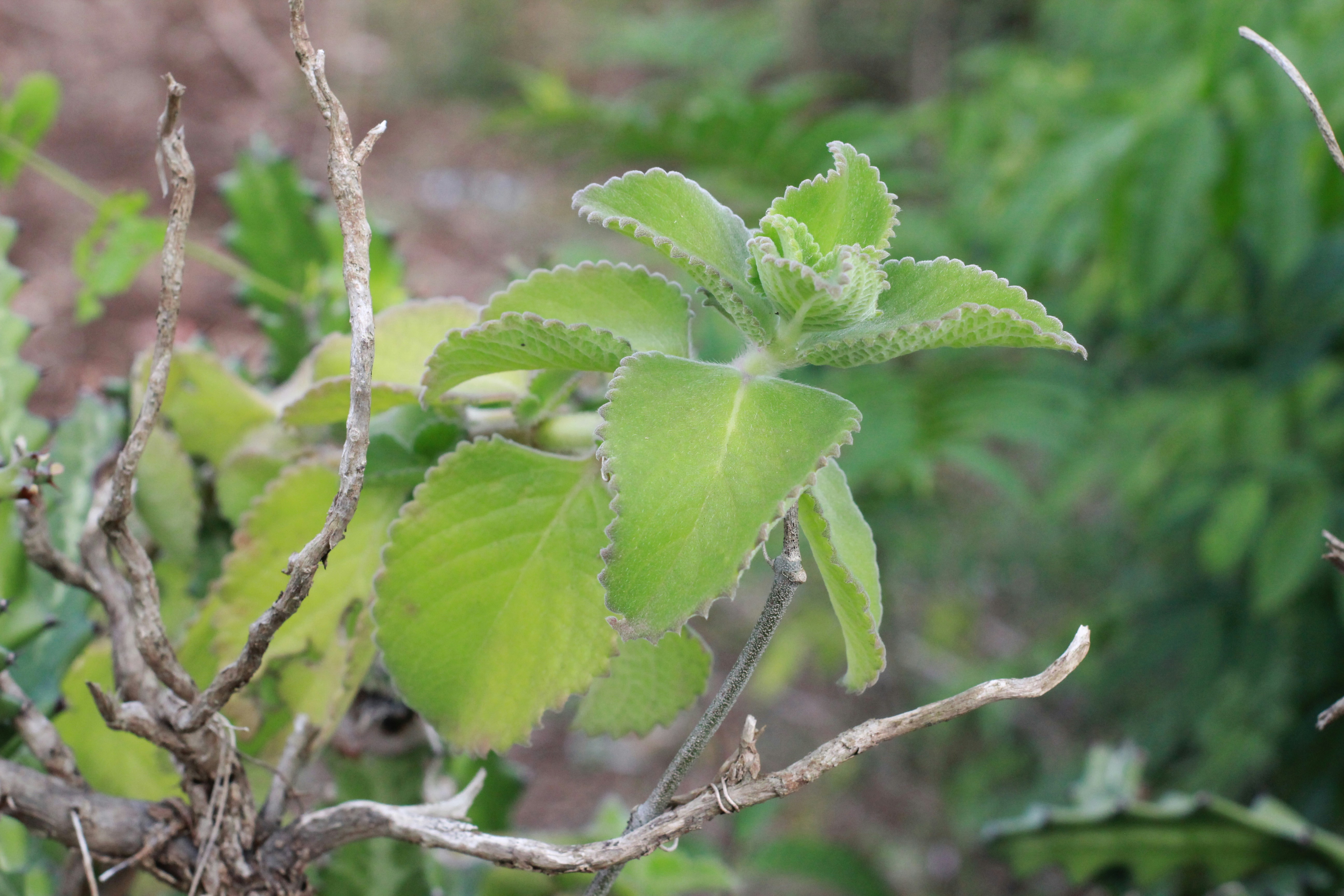 Fresh Green New Growth Framed by Dried Branches