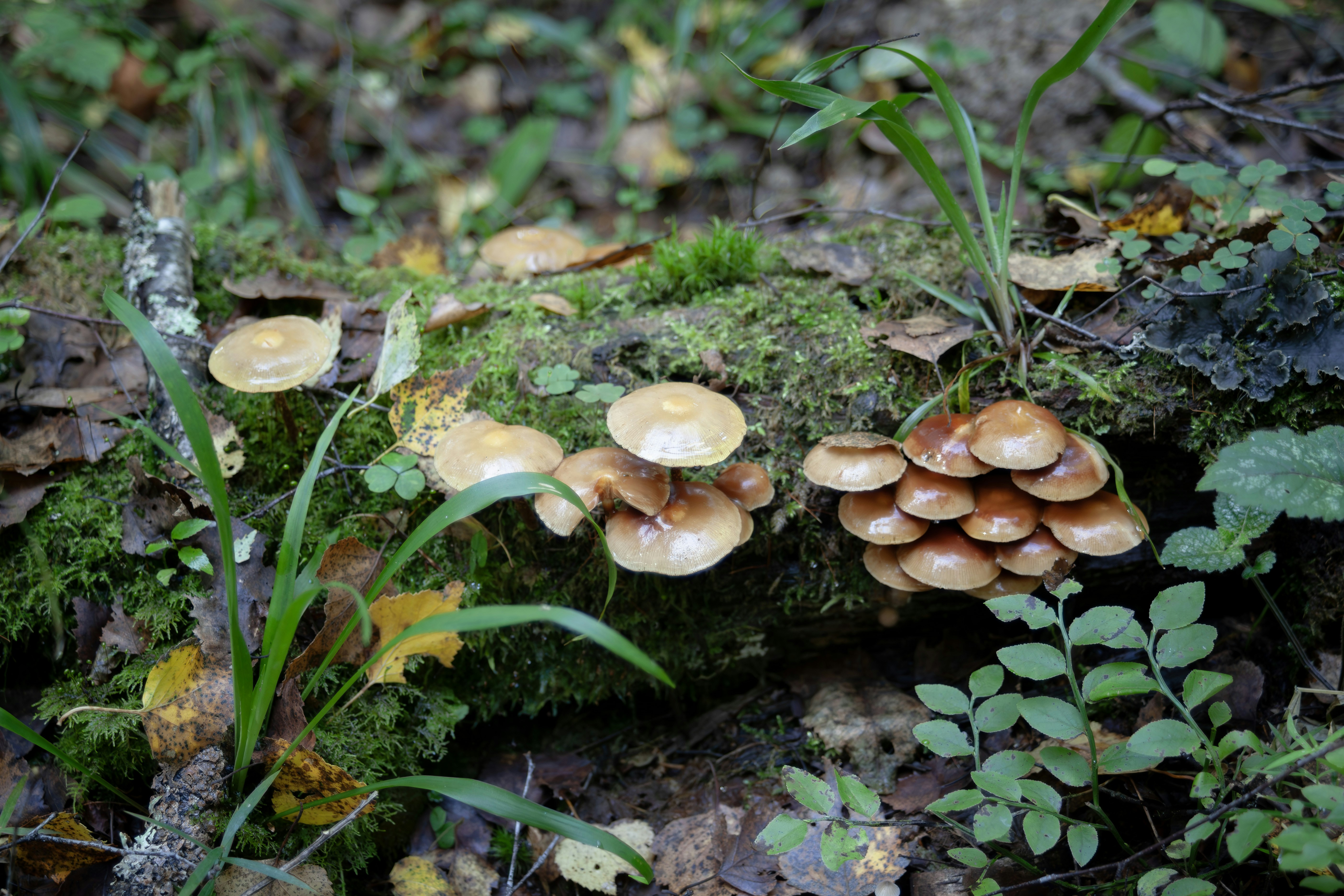 Cluster of Honey-Tone Mushrooms Nestled on Mossy Forest Floor