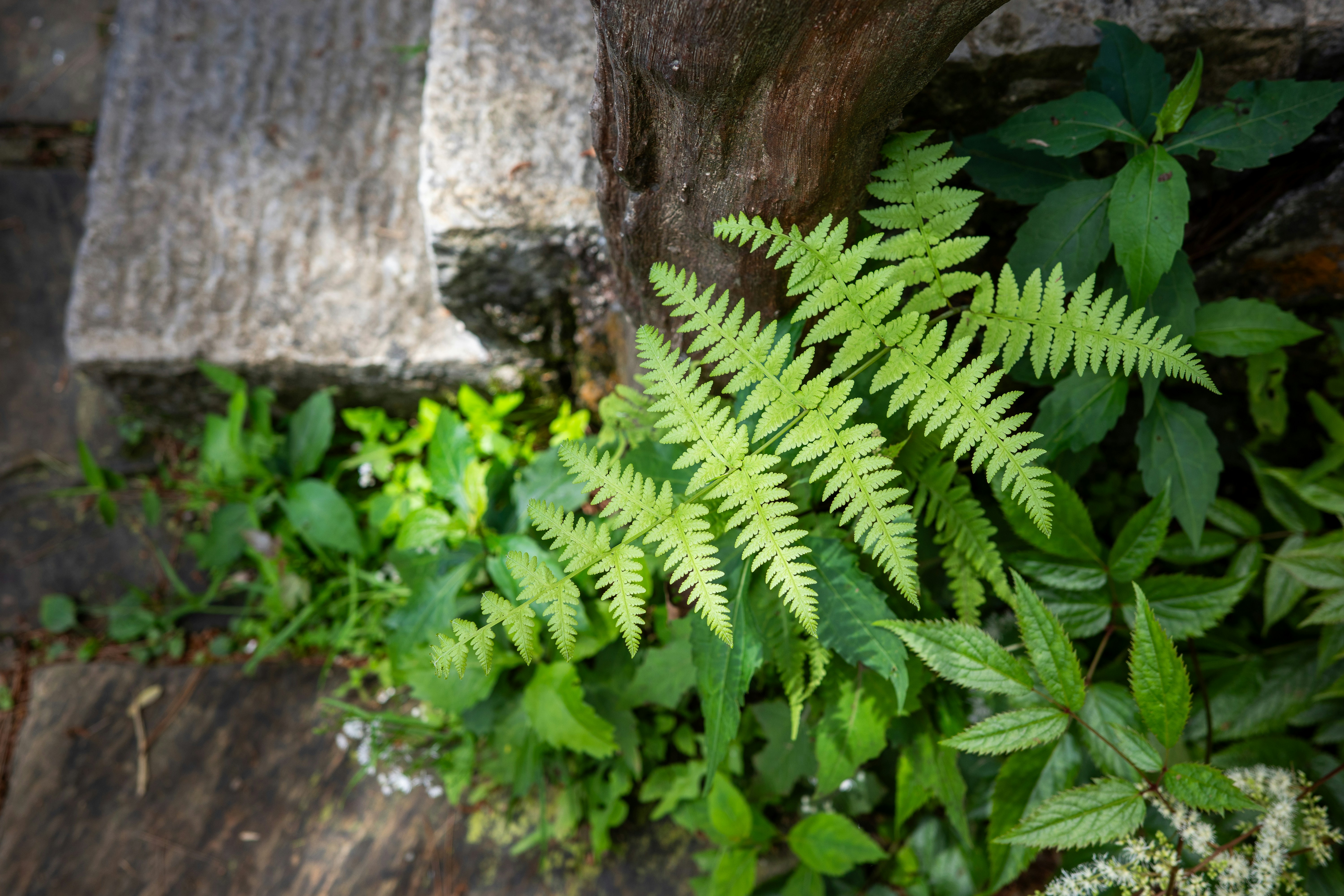 Fern Fronds and Moss at the Edge of Stone Steps