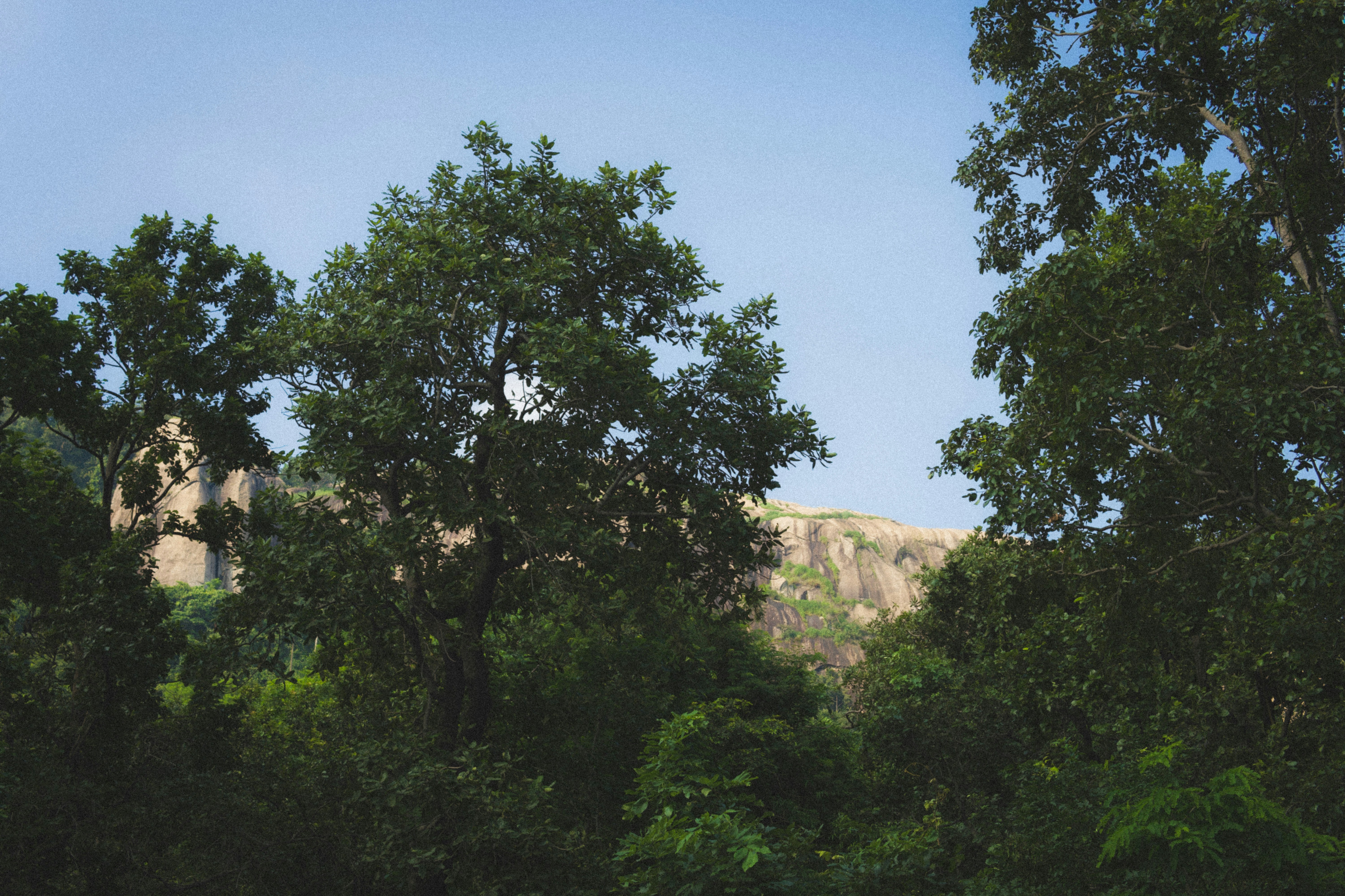 Edge of the Gorges: Sunlit Trees Against a Cliff