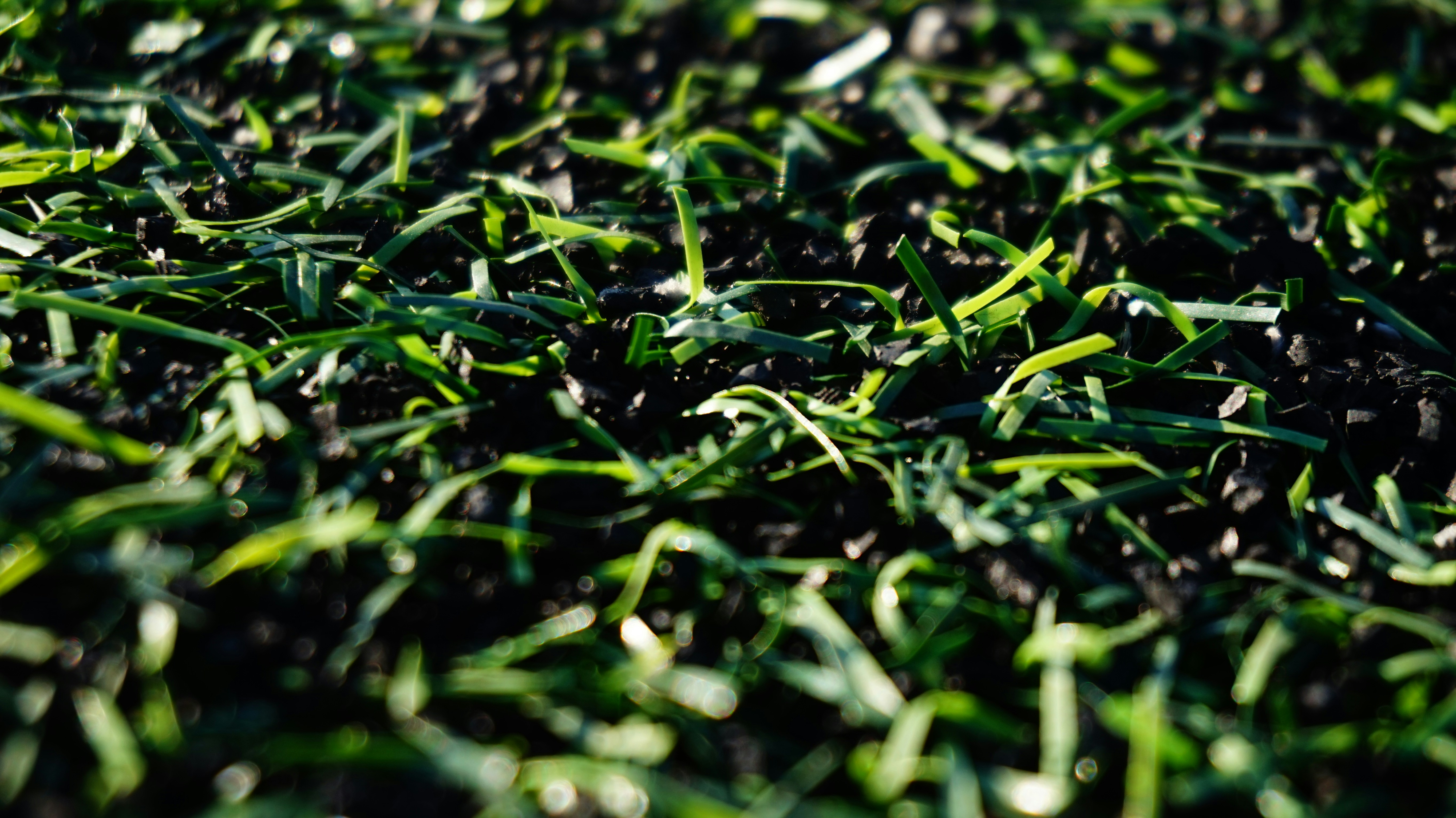 Sunlit Green Tangles: Close-Up of Grass Blades